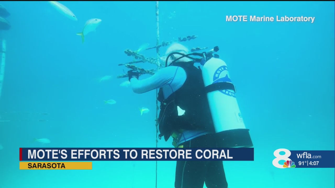 Mote Marine working to restore coral reefs and help combat wounded vets ...