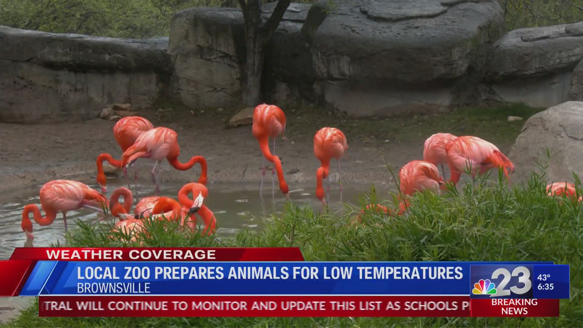 Gladys Porter Zoo prepares animals for low temperatures – KVEO-TV