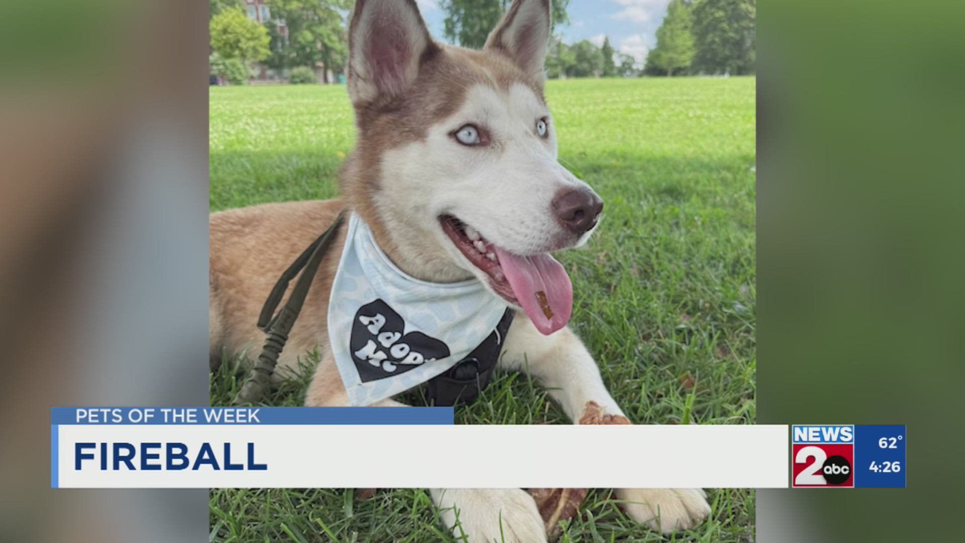 Pets of the Week for June 10, 2025 – WKRN News 2