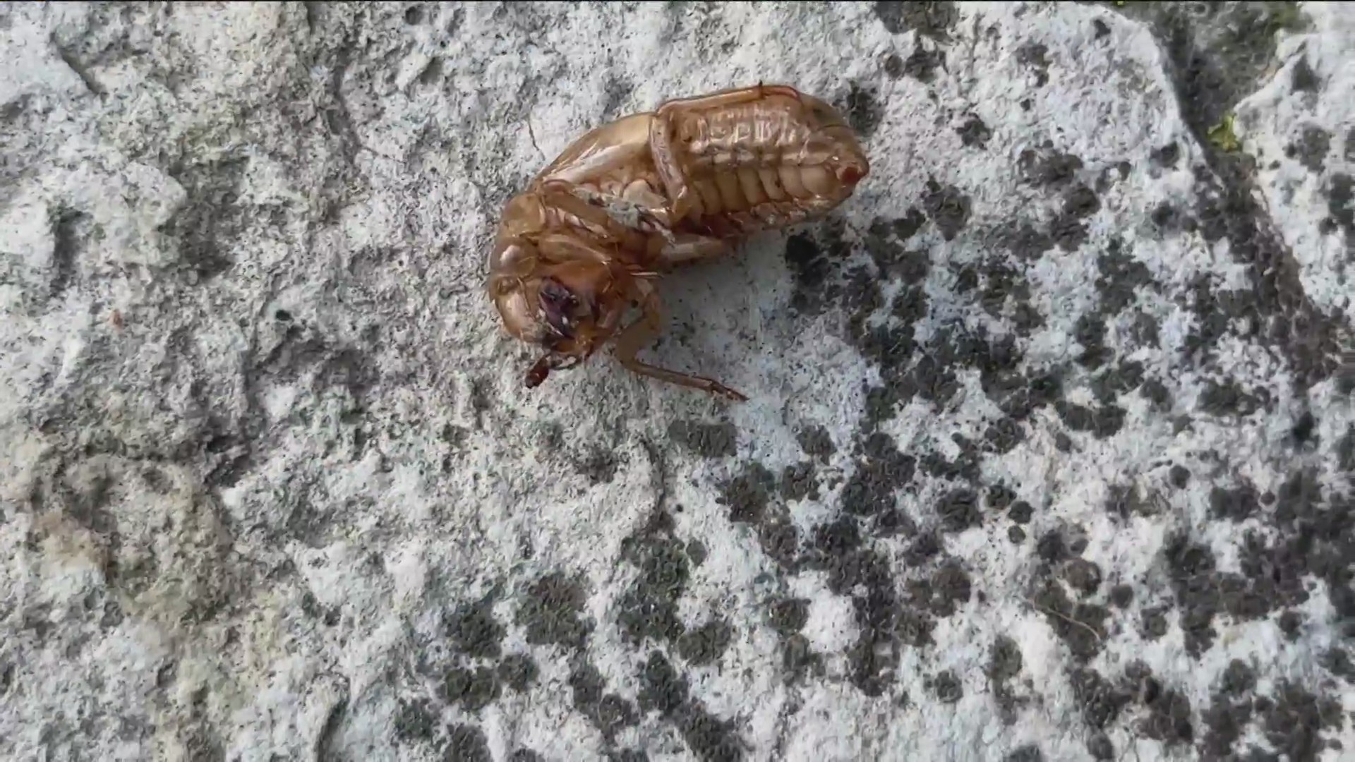 Cicadas in eastern Iowa – who13.com