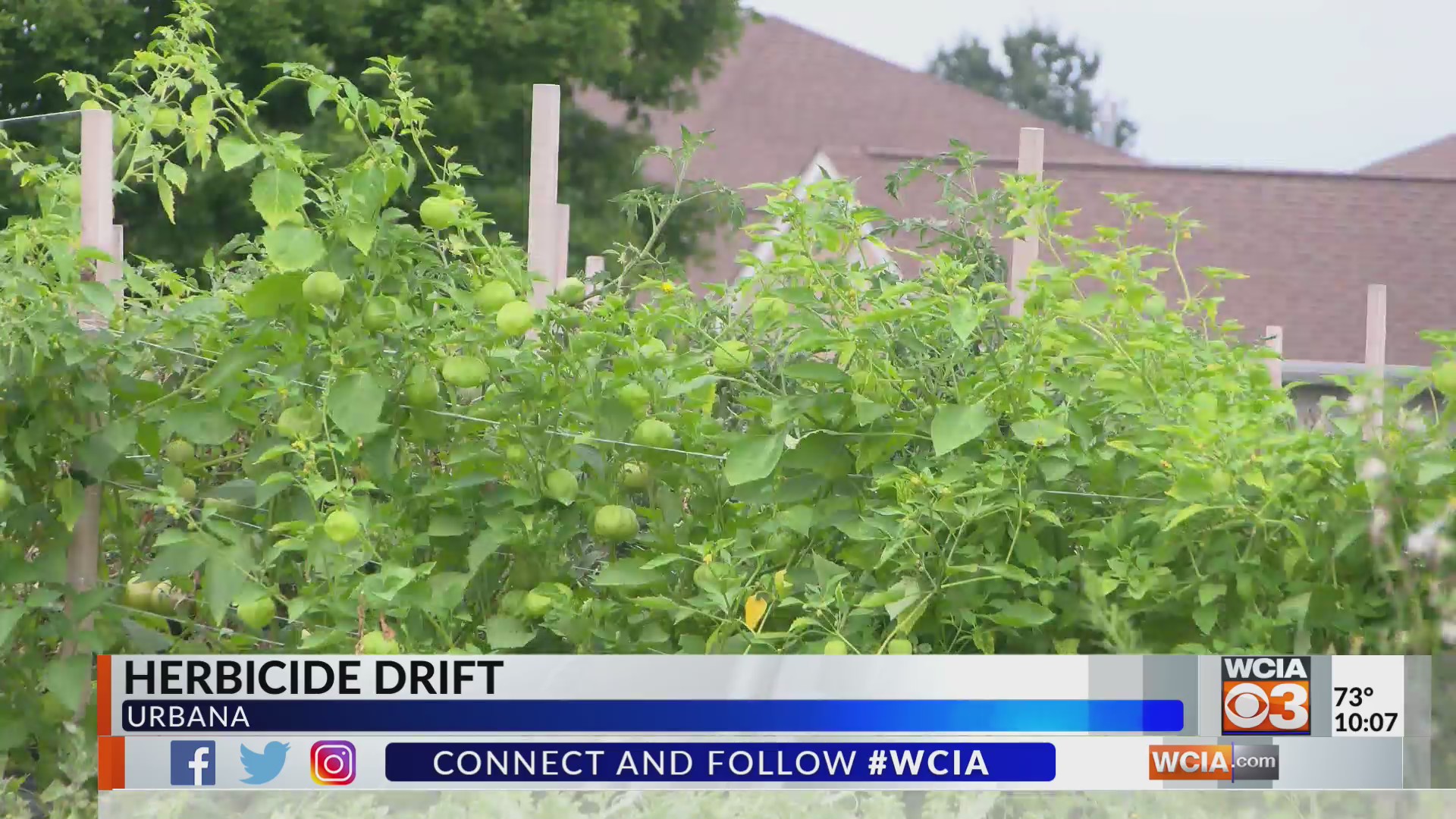 ‘Chemical drift’ depleting crops according to farmers – WCIA.com