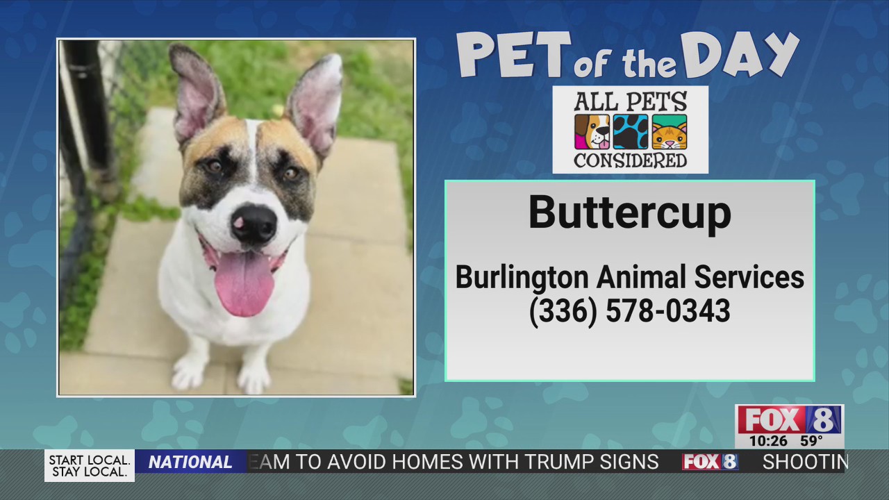 Pet of the Day: Meet Buttercup, the playful pup – FOX8 WGHP