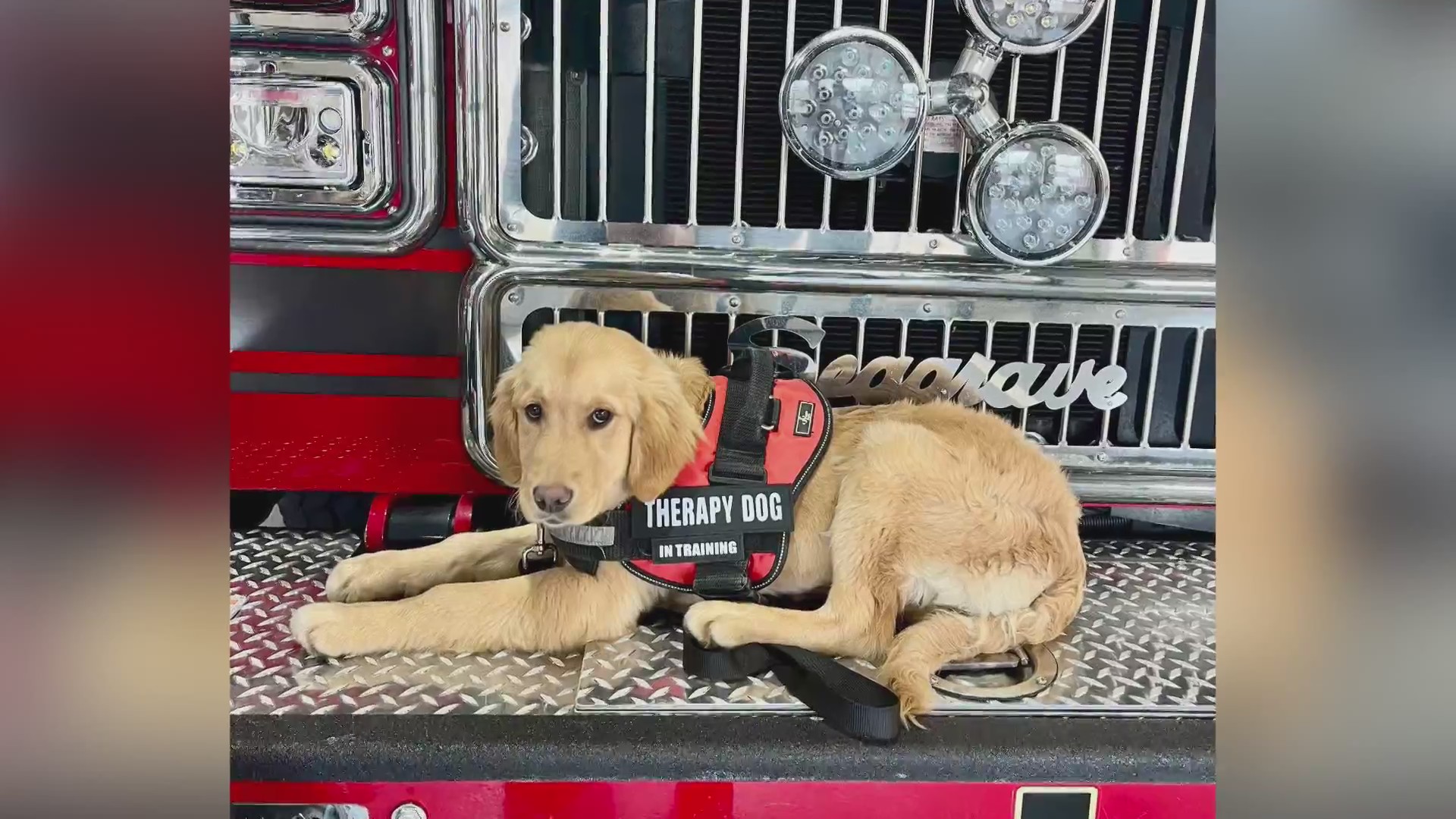 Saluda County Fire Service welcoming a new member, Hope, a therapy dog through K9 Responder ...