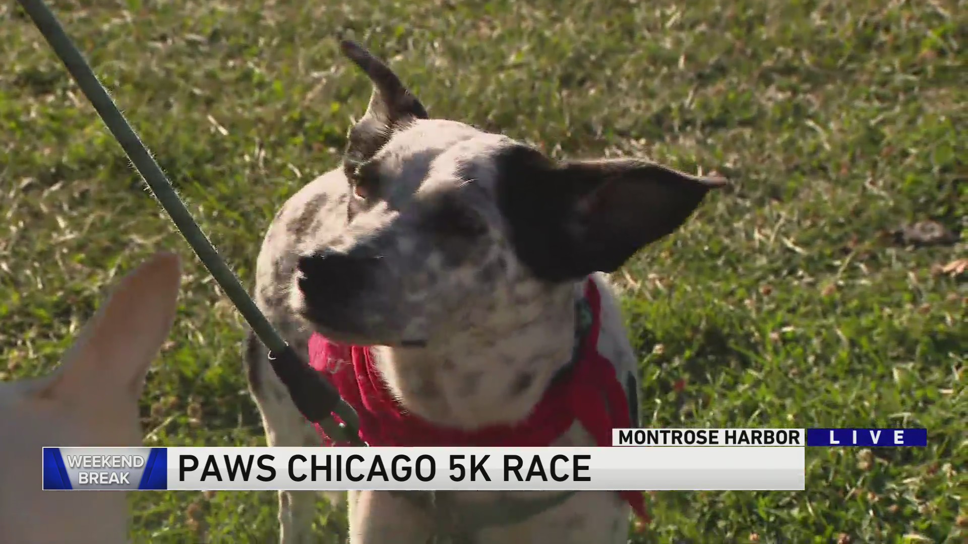 More from the PAWS Chicago 5K race – WGN-TV