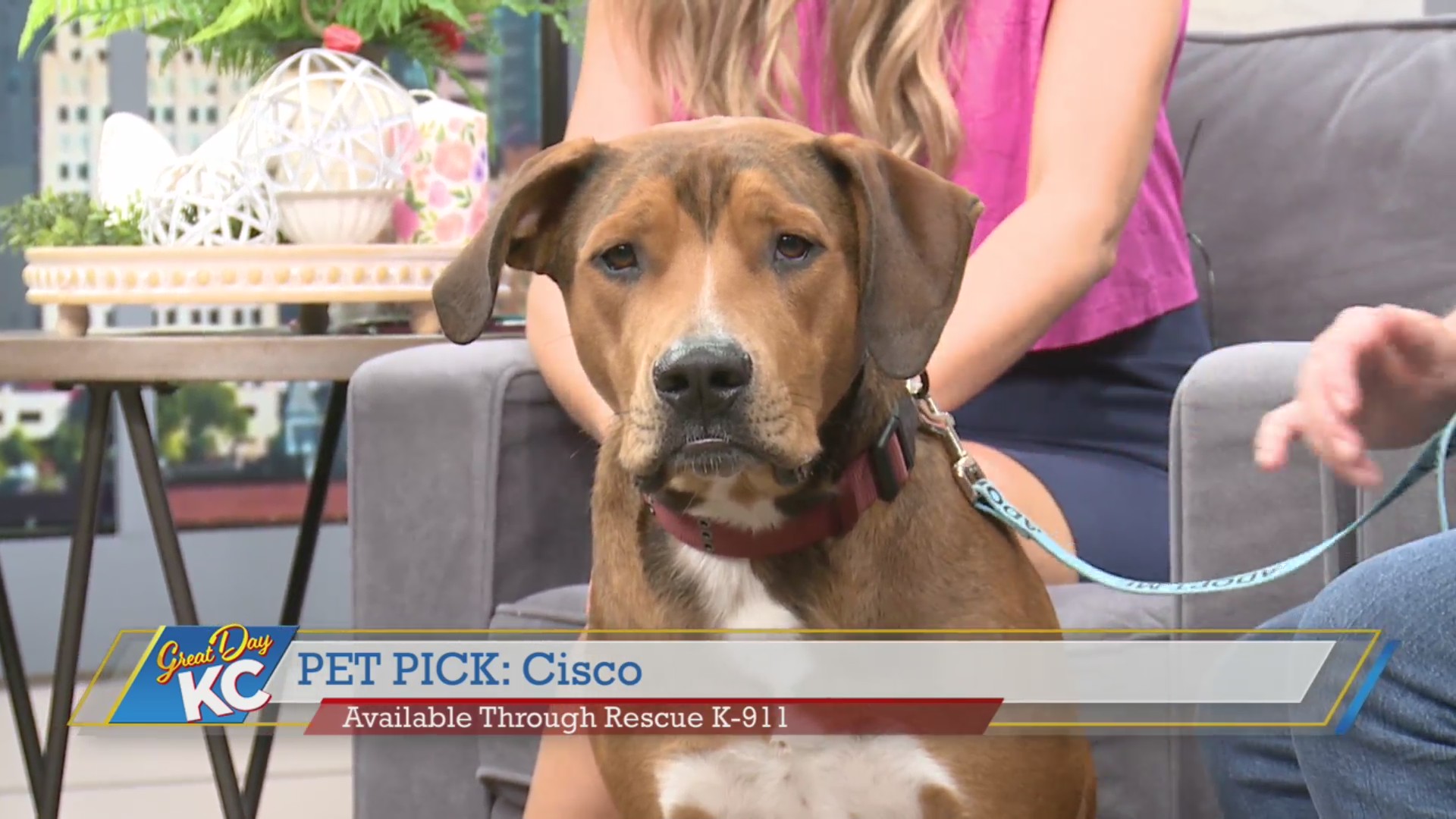 PET PICK: Cisco – FOX 4 Kansas City WDAF-TV | News, Weather, Sports