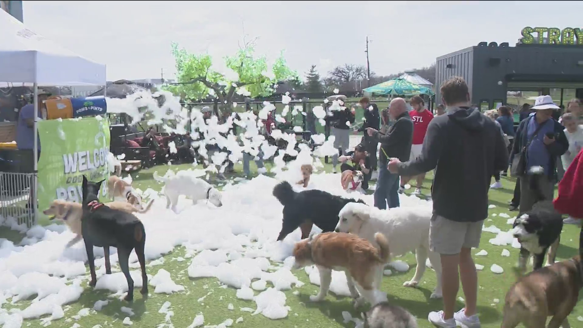 Paws and Pints Wellness Weekend brings fun for pets and their humans ...