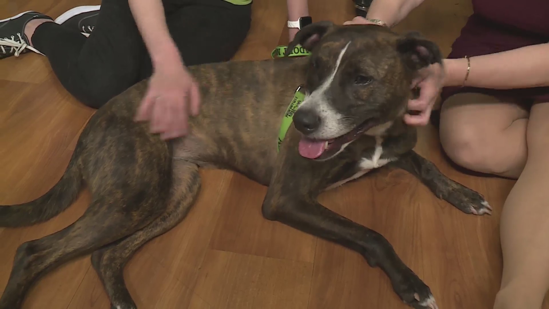 Pet of the Week: Lex the Dog – FOX 2
