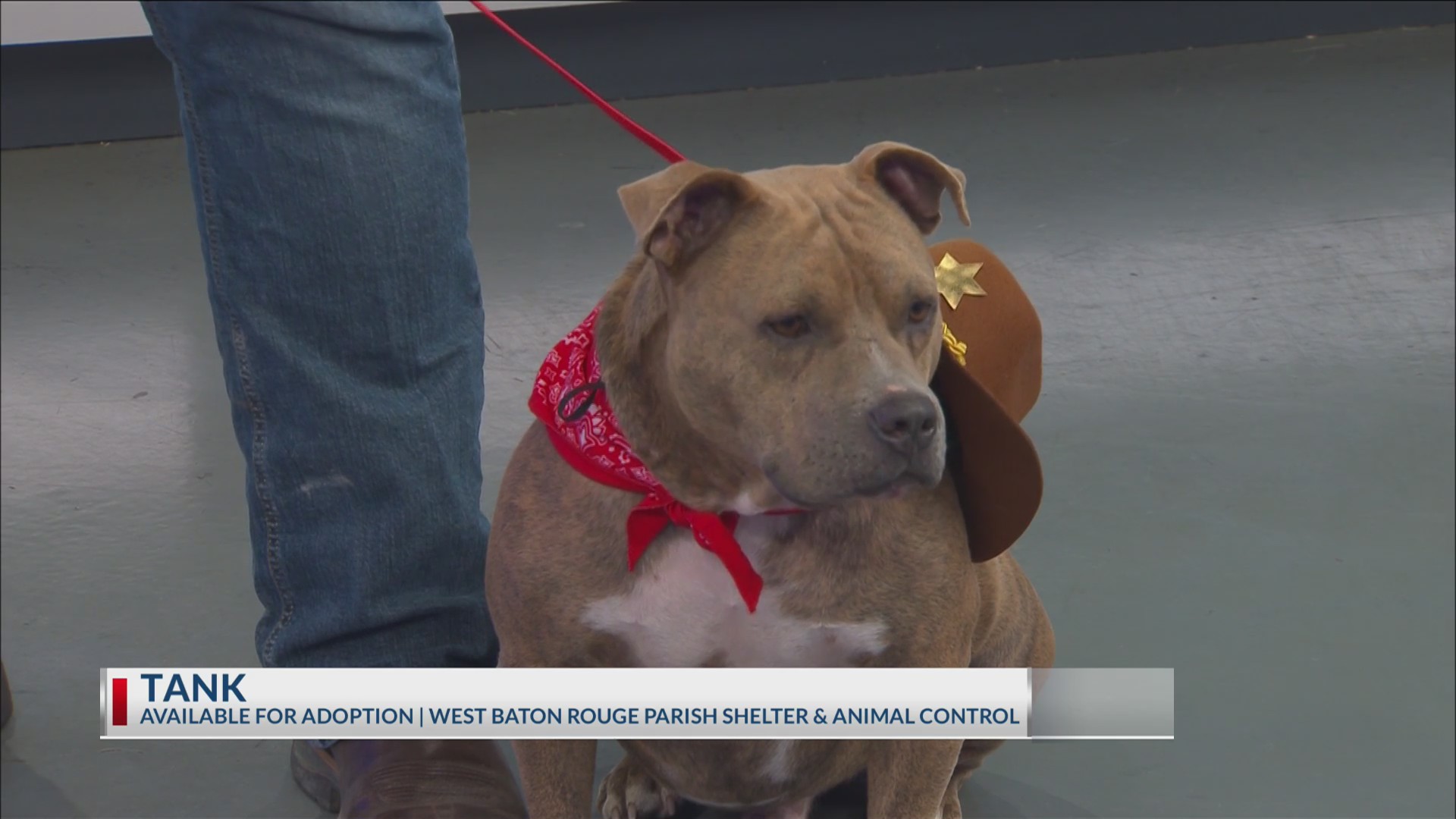 Furry Friends Friday – Meet Tank, A Beautiful Dog Up for Adoption ...