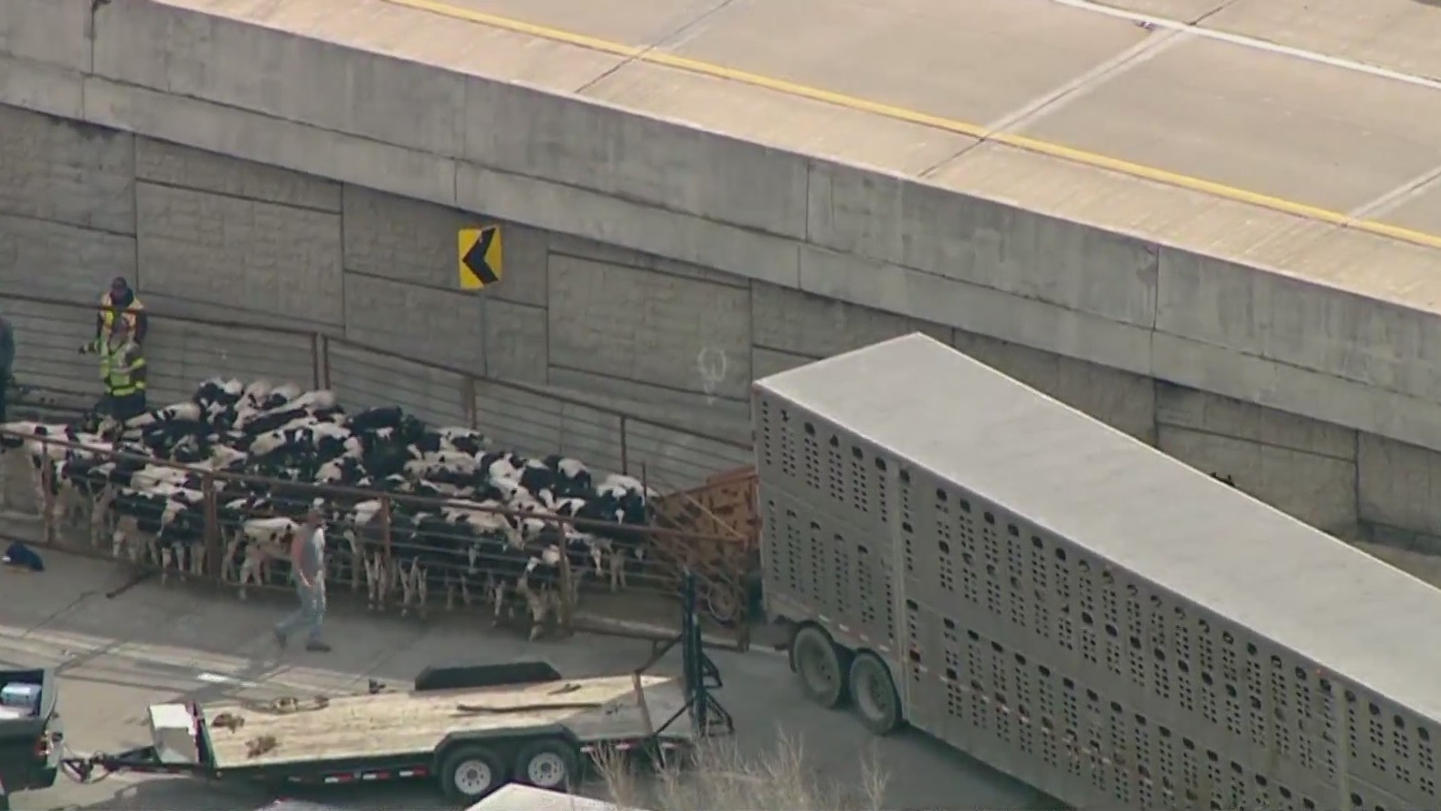 Truck hauling over 125 cows rolls over in Northwest Indiana — WGN ...