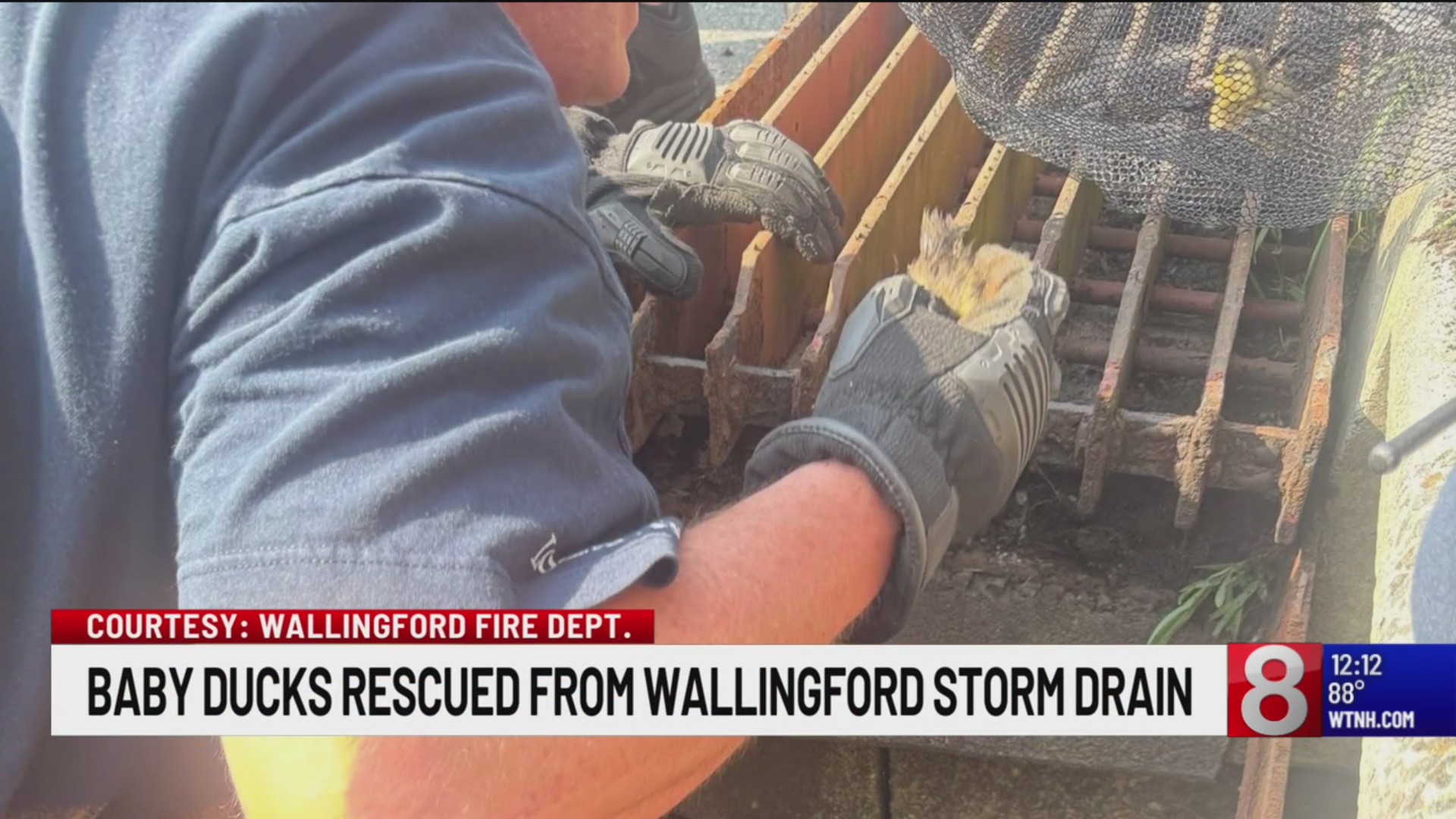 PHOTOS: Feathered friends rescued from storm drain in Wallingford ...