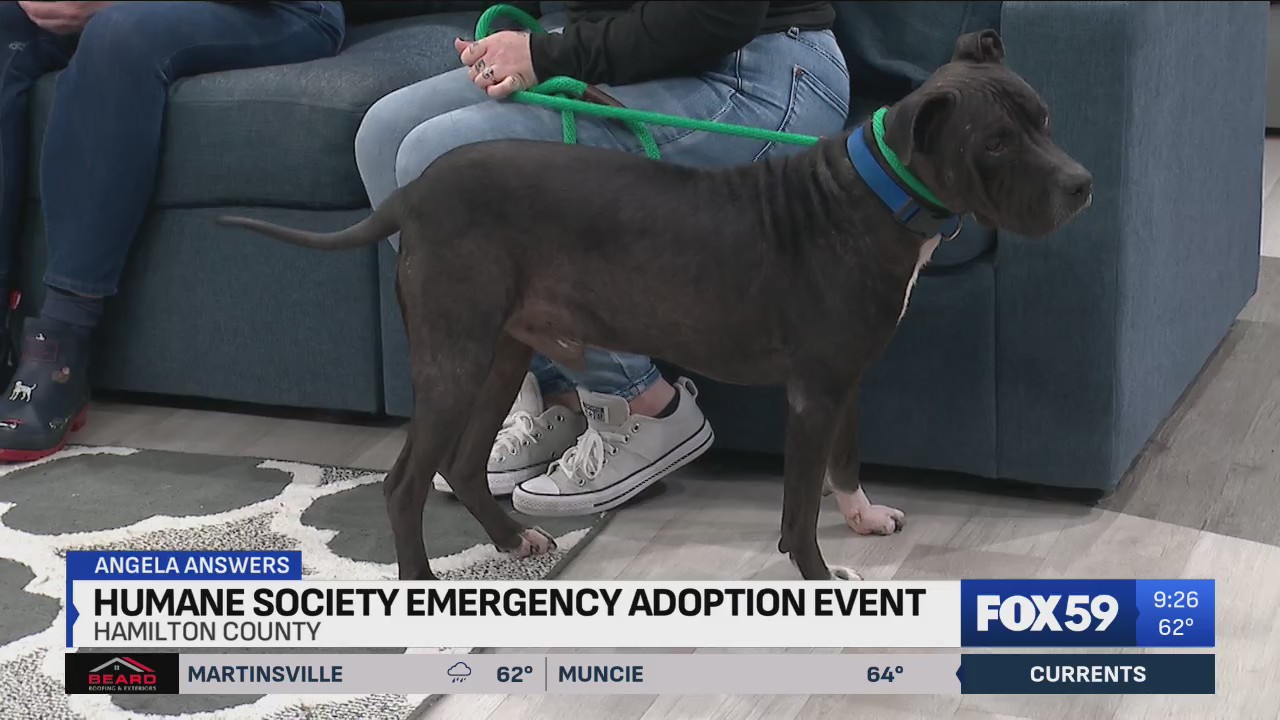 Angela Answers: Humane Society Emergency Adoption Event – Fox 59