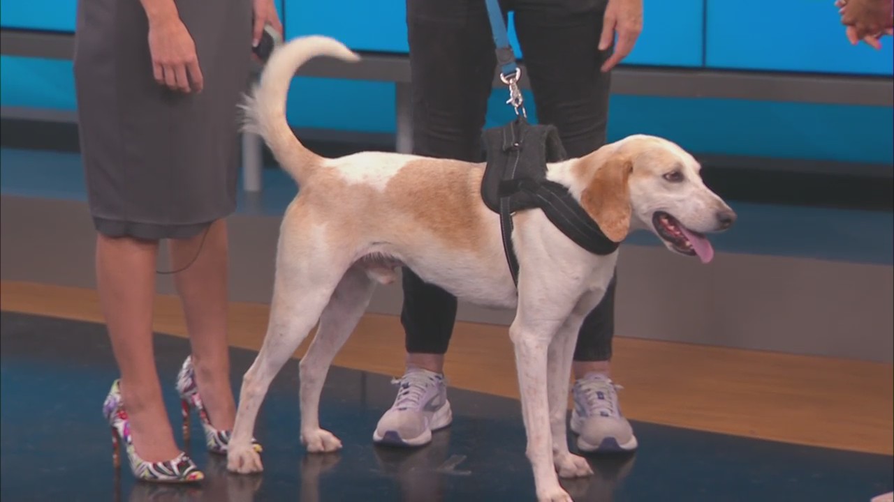 News13 Pet of the Weekend: Yam – WBTW