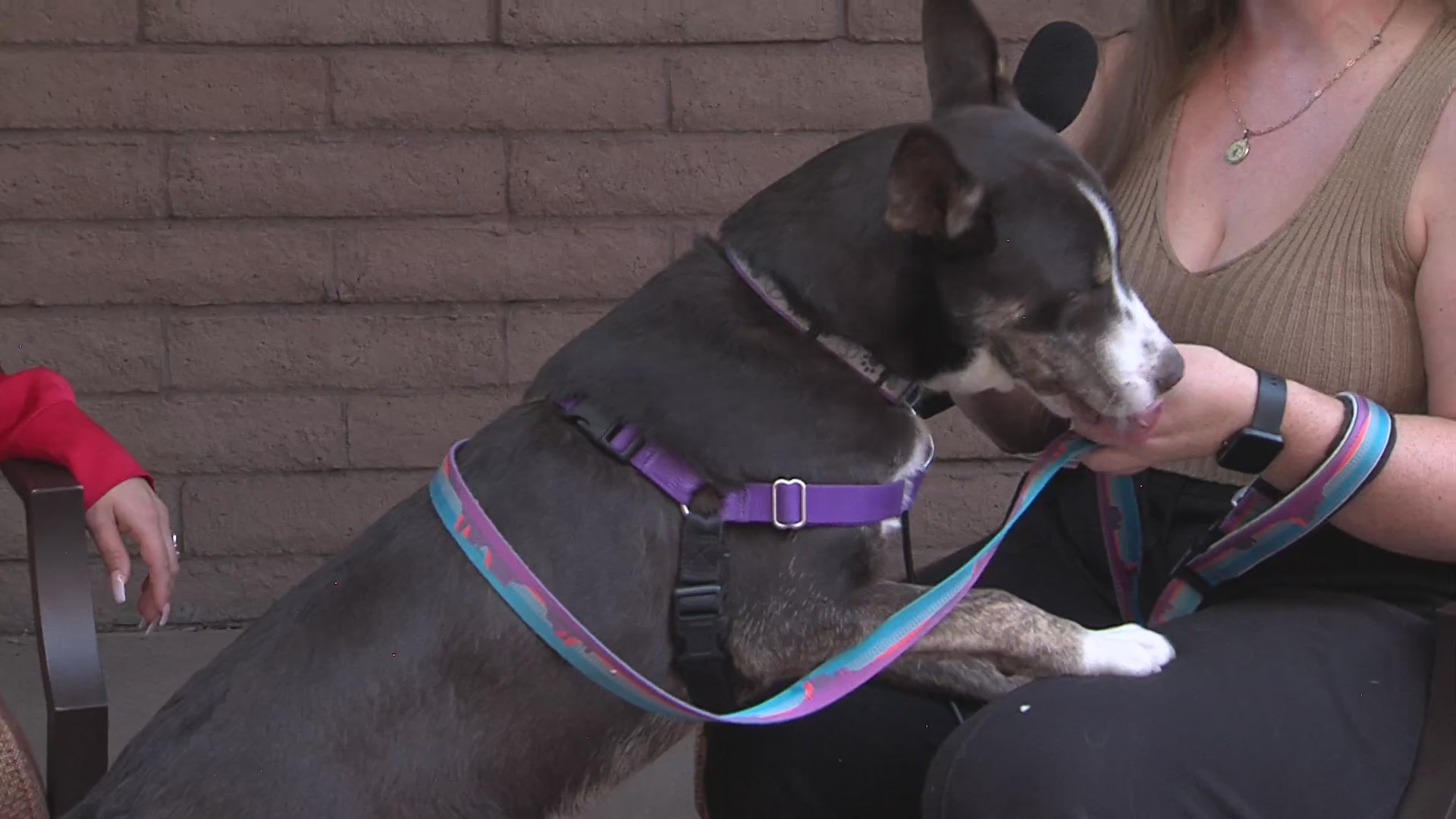 Animal Humane New Mexico features pet of the week, holds adoption ...