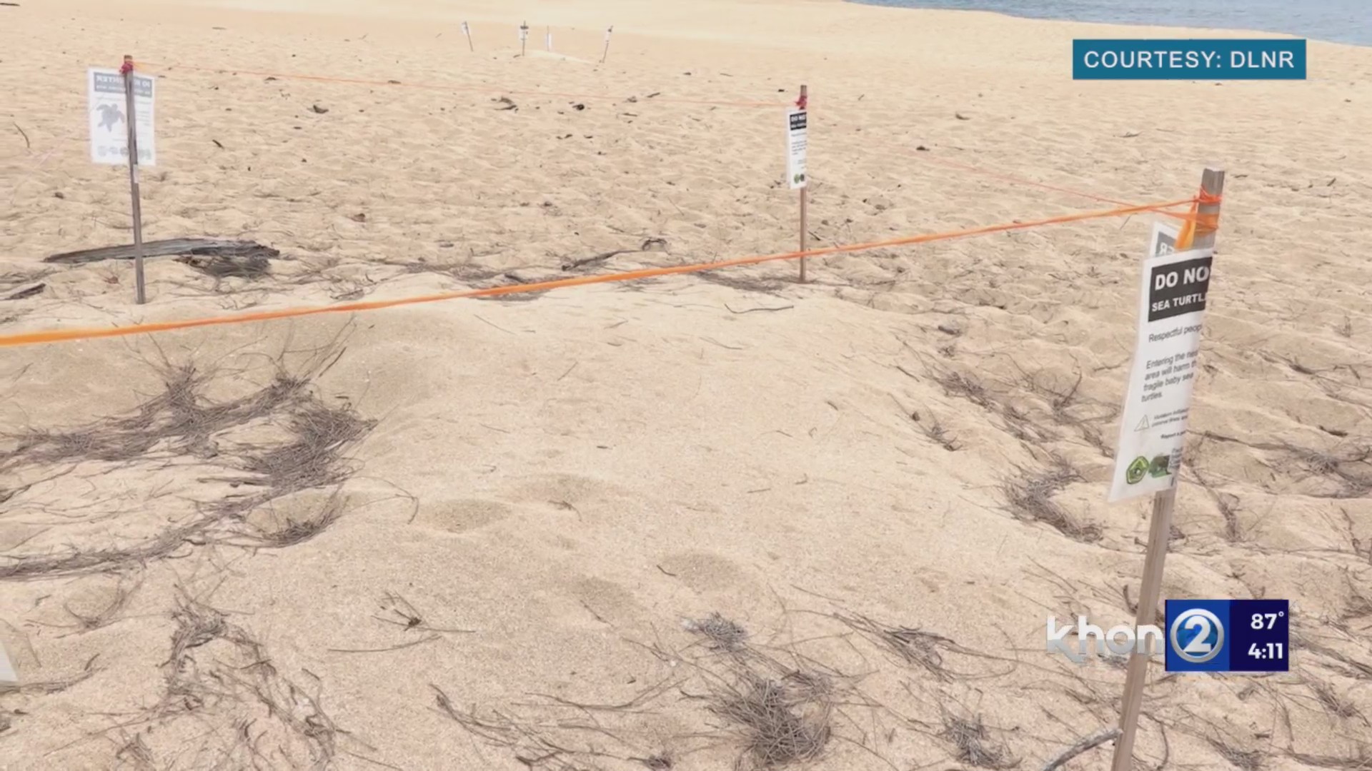 Sea turtles take shell-ter: Nesting season in Hawaii has begun – KHON2