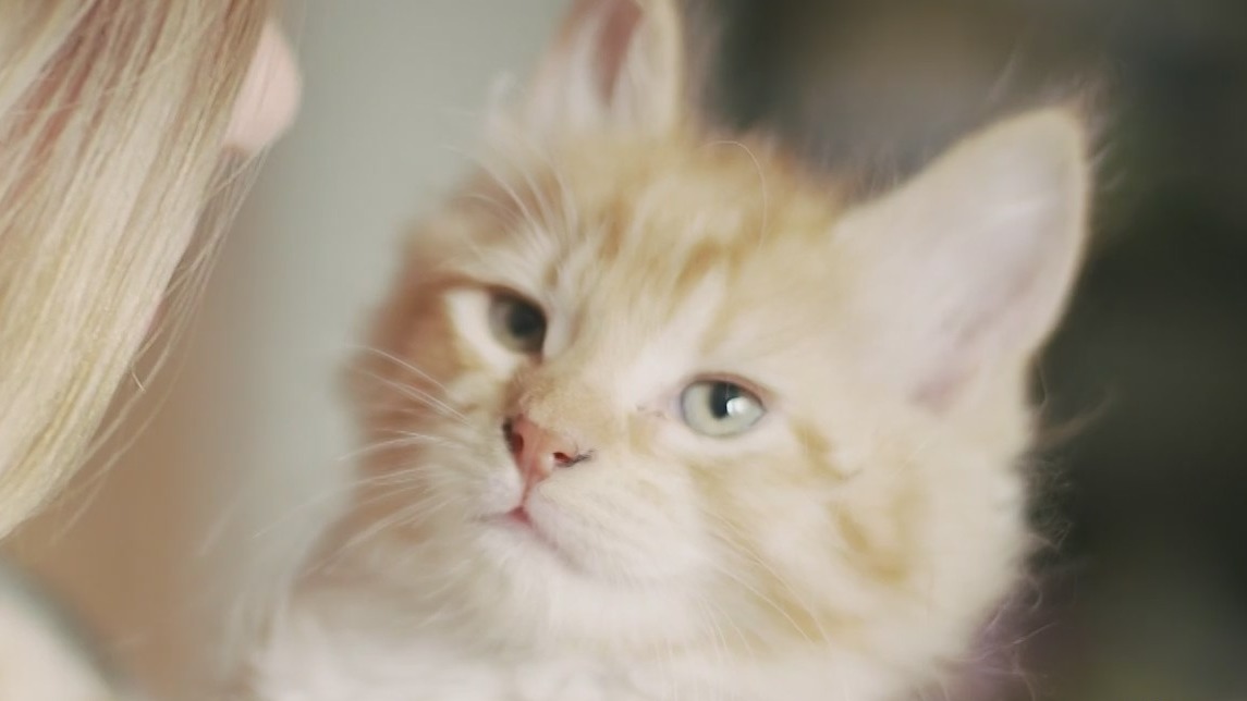 We’re so smitten over all these kittens! – KOIN.com