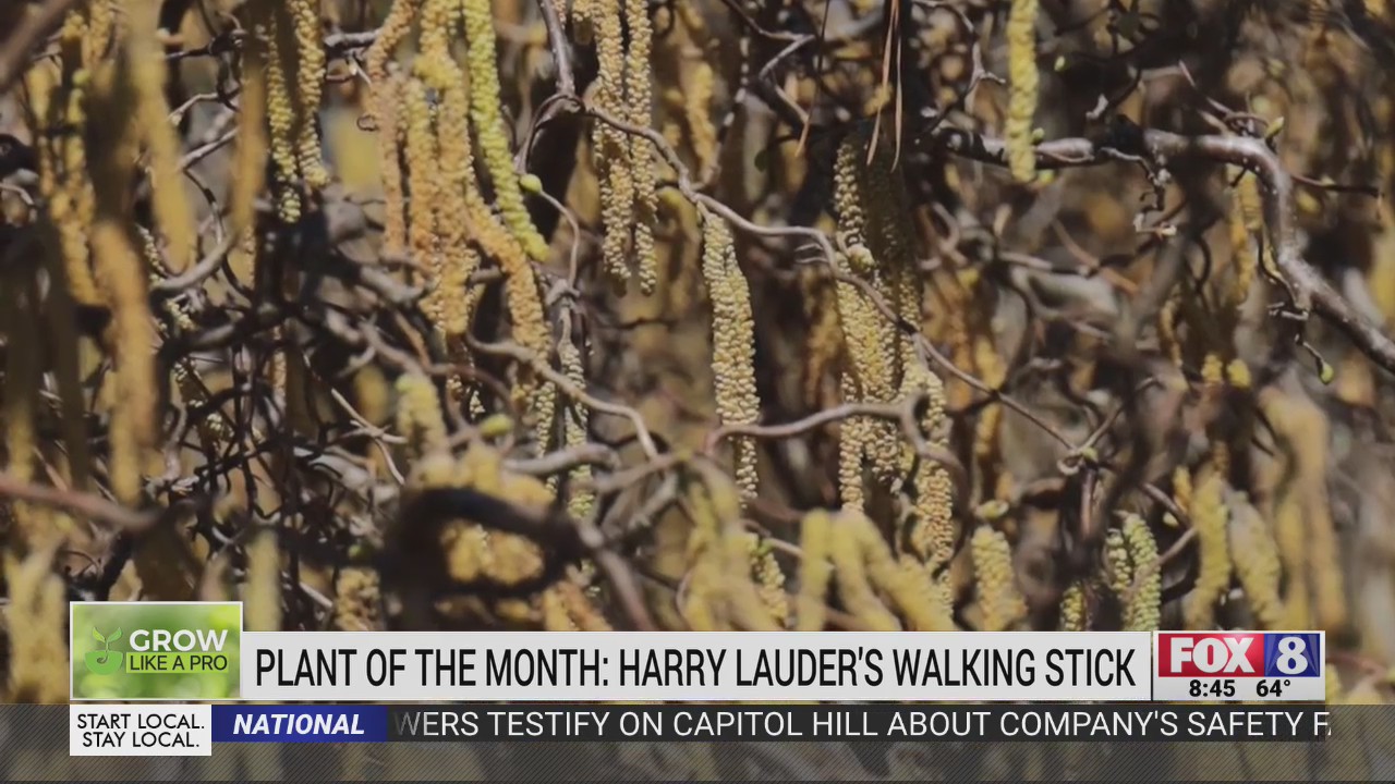 How to grow Harry Lauder’s walking stick – FOX8 WGHP