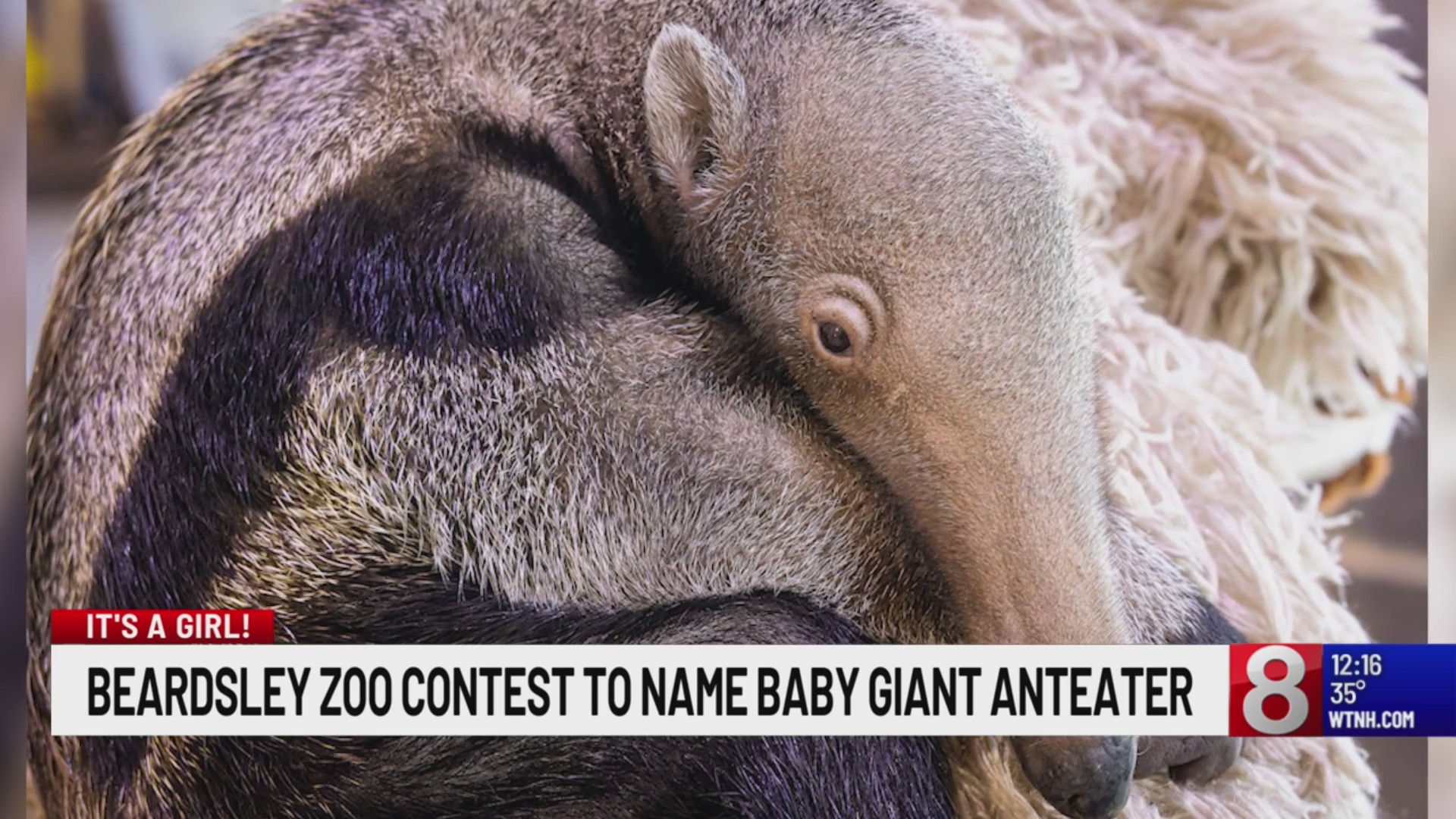 Help name the Beardsley Zoo’s giant anteater baby – WTNH.com