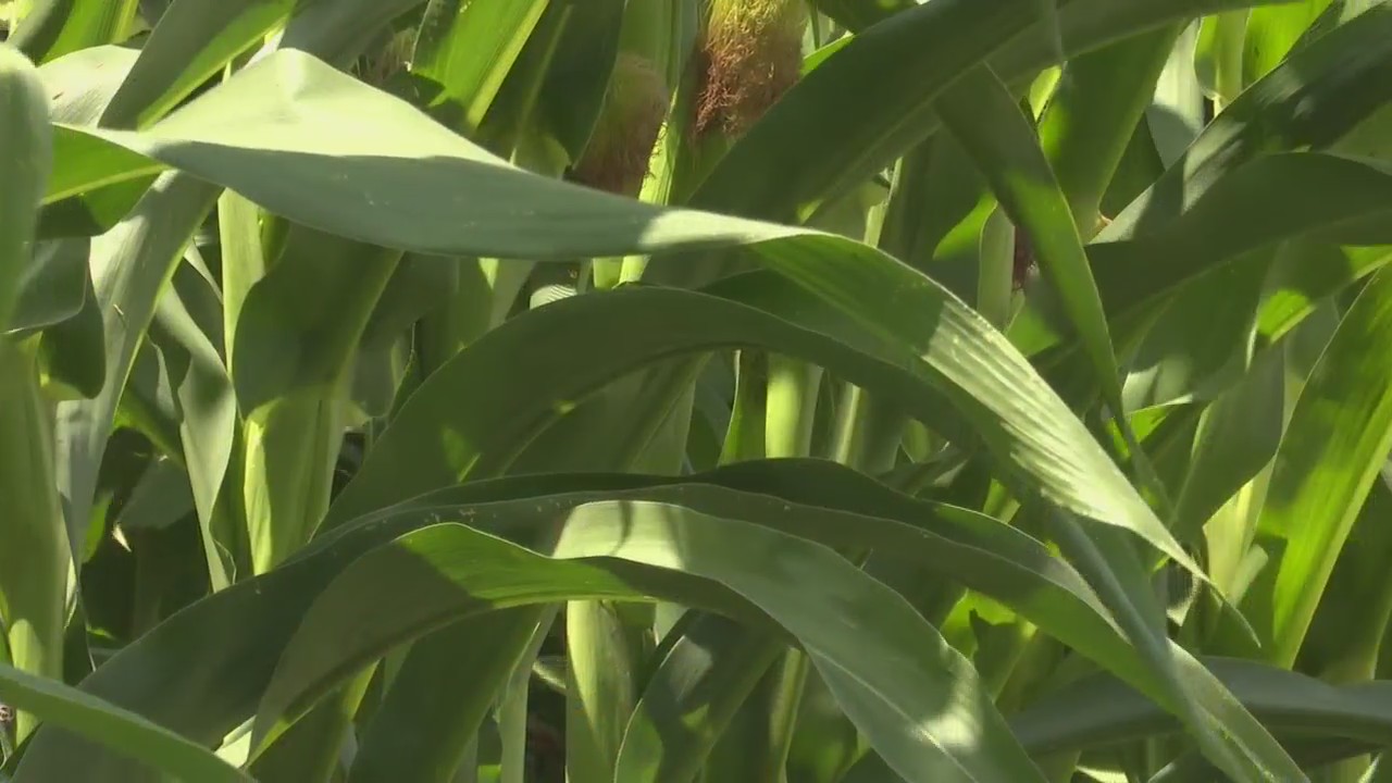 ‘Corn Sweat’: How much does it actually affect humidity levels? – WANE 15