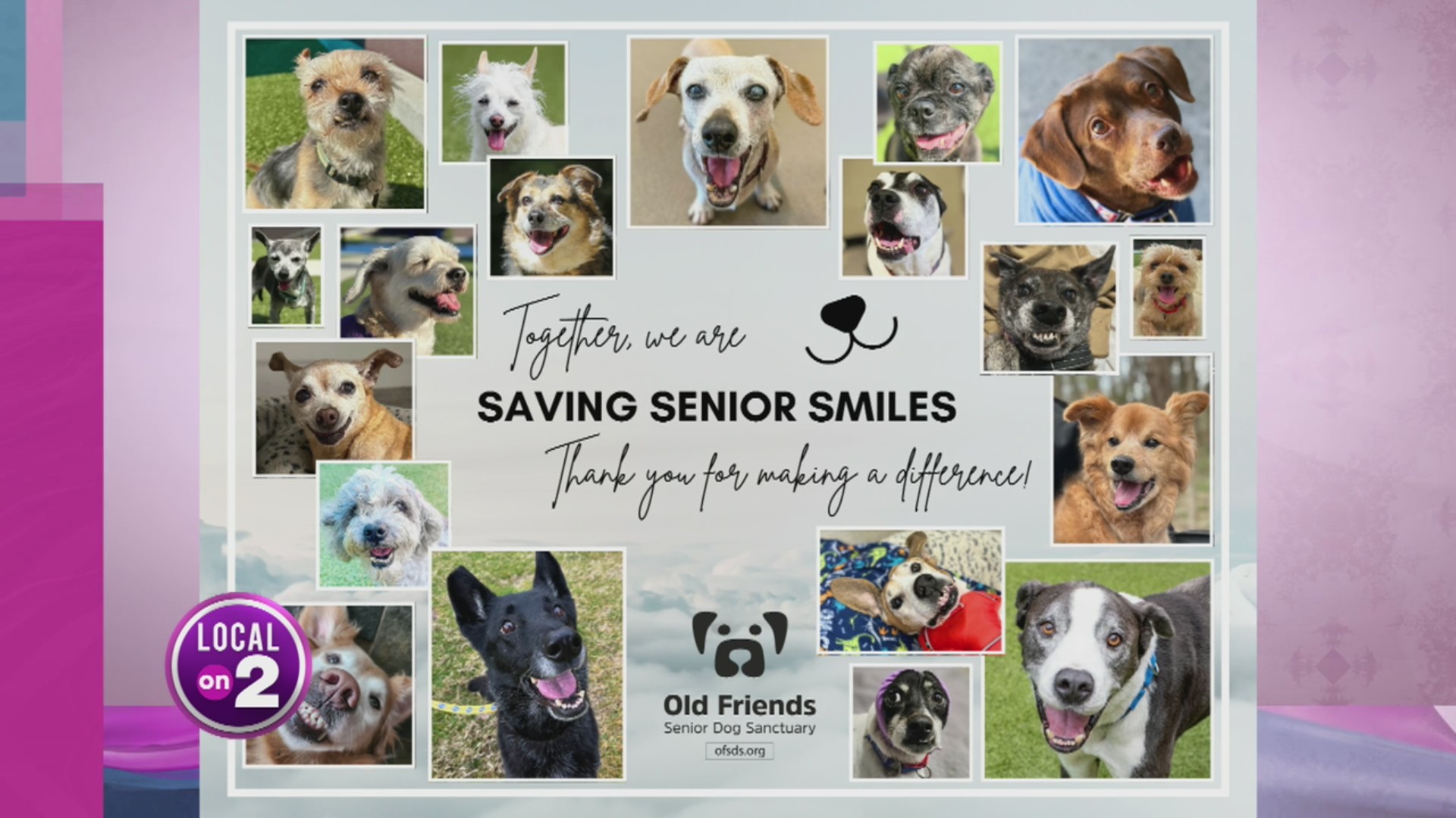 Old Friends Senior Dog Sanctuary: Saving Senior Smiles – WKRN News 2