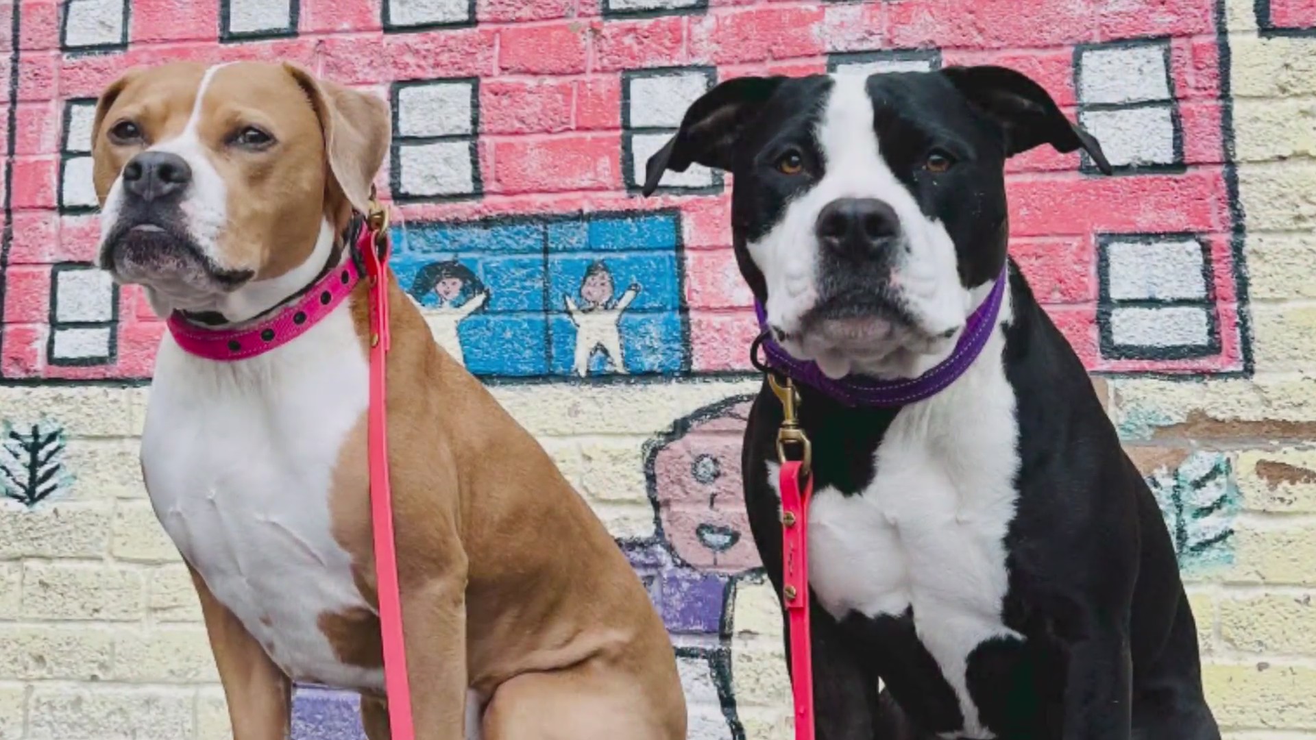 Pit bull sisters inspire tolerance, kindness at CPS schools – WGN-TV