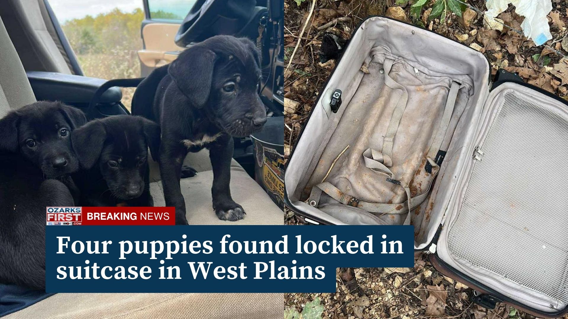 Puppies dumped in suitcase in West Plains: Interview with Ozarks Pet ...