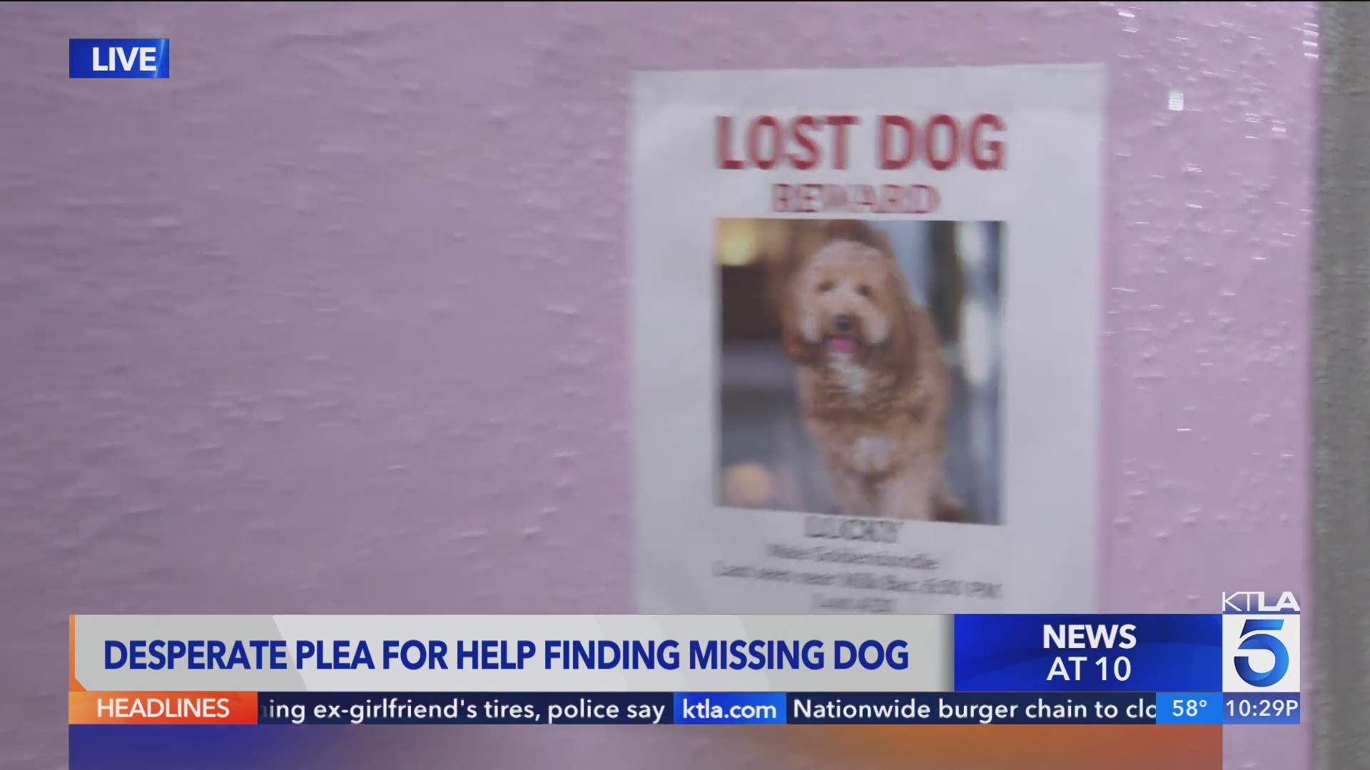 Desperate plea for help finding missing dog – KTLA