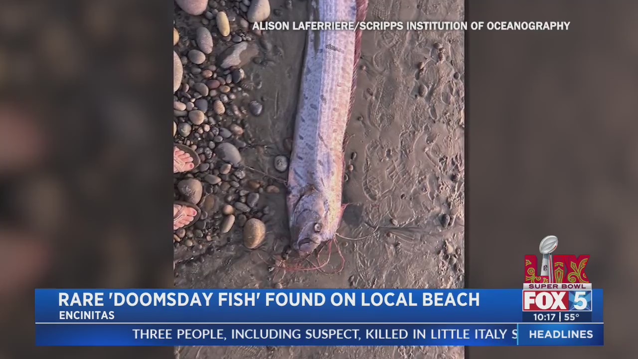 Rare ‘Doomsday Fish’ found on local beach – FOX 5 San Diego & KUSI News