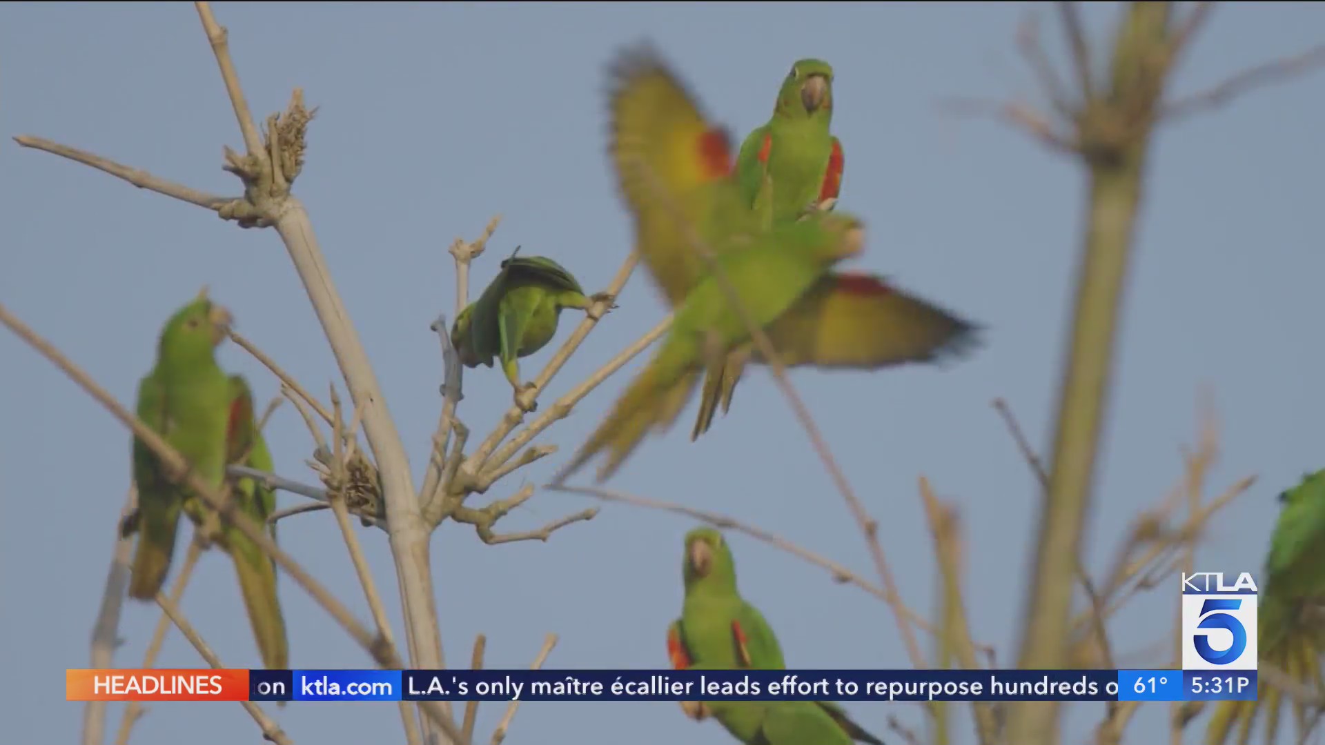 Search continues for suspects shooting parrots in San Gabriel Valley – KTLA