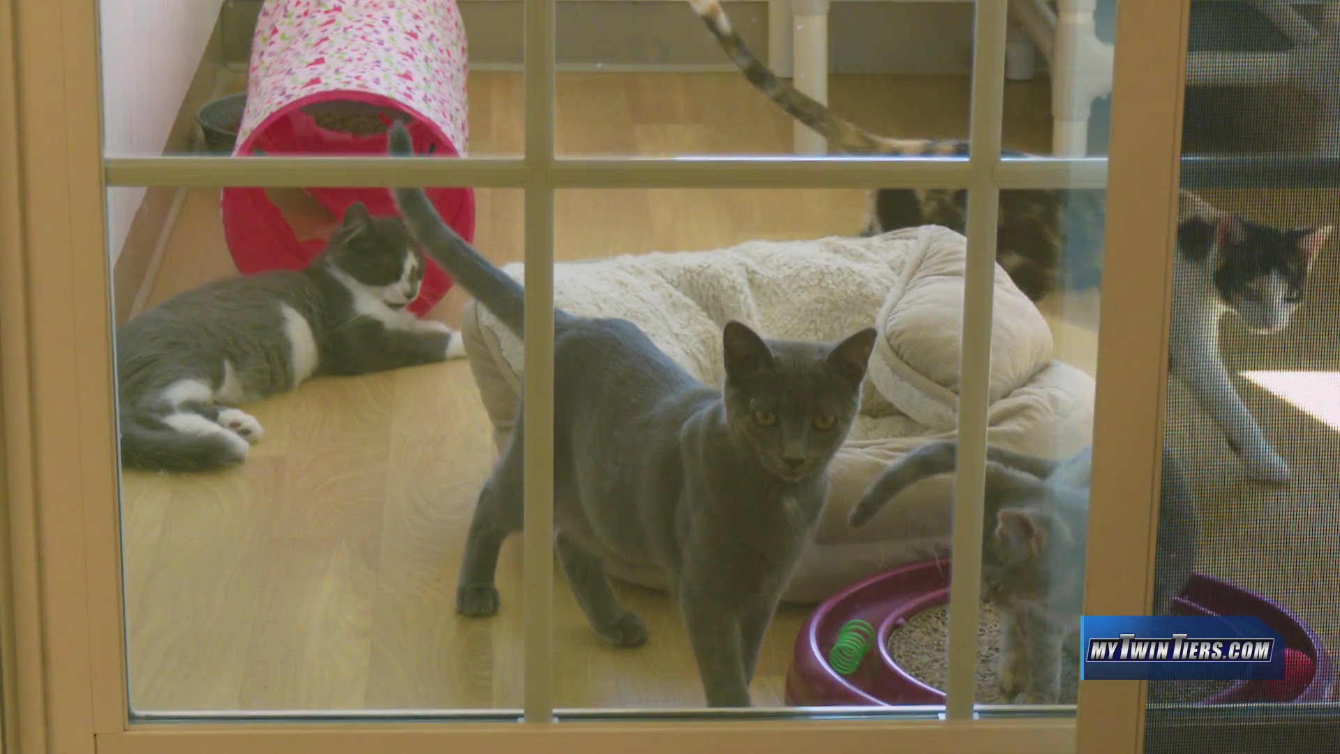 Animal shelters face overcrowding and fewer adoptions – WETM ...