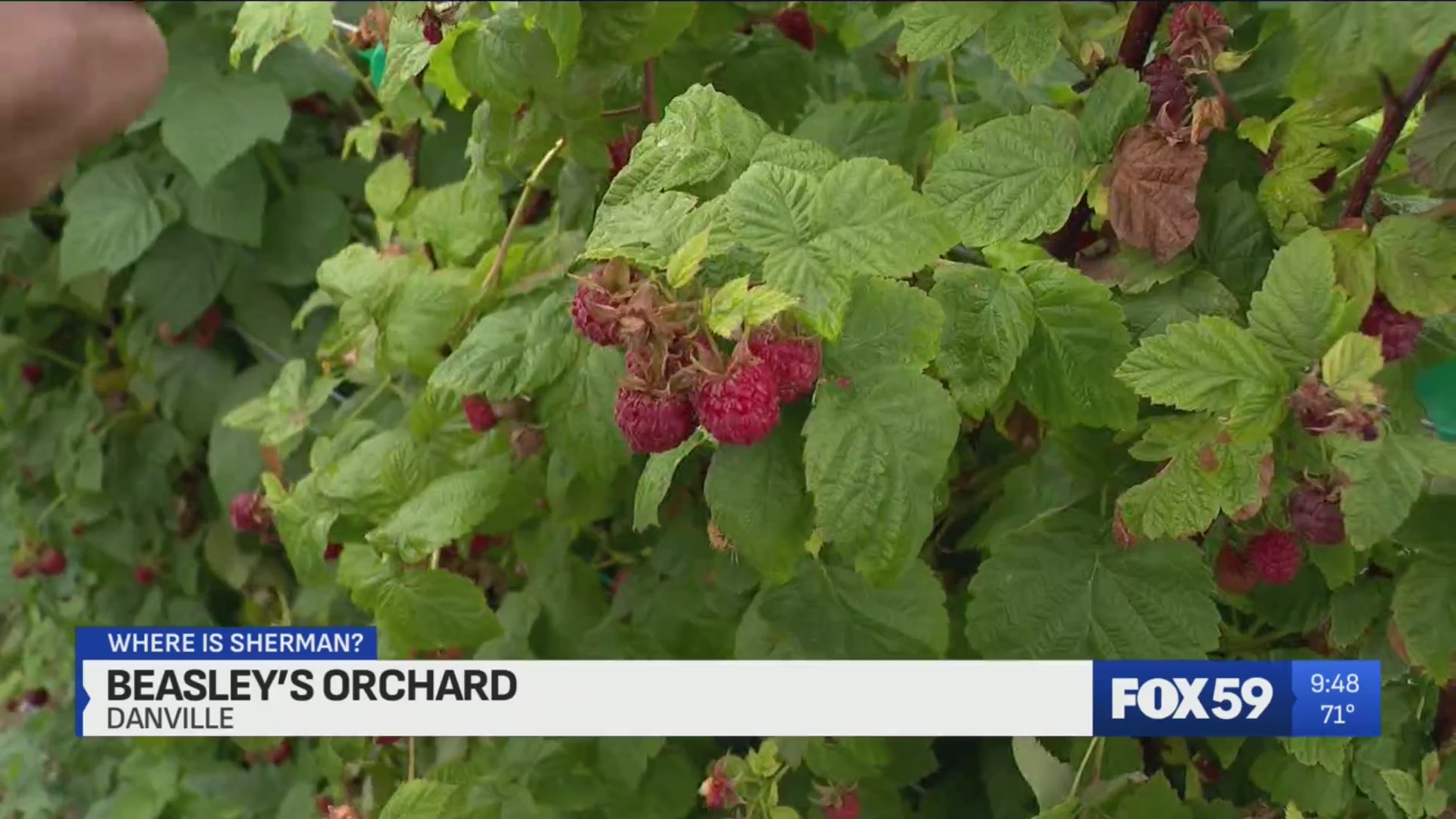 Where Is Sherman: Beasley’s Orchard, Part 3 – Fox 59