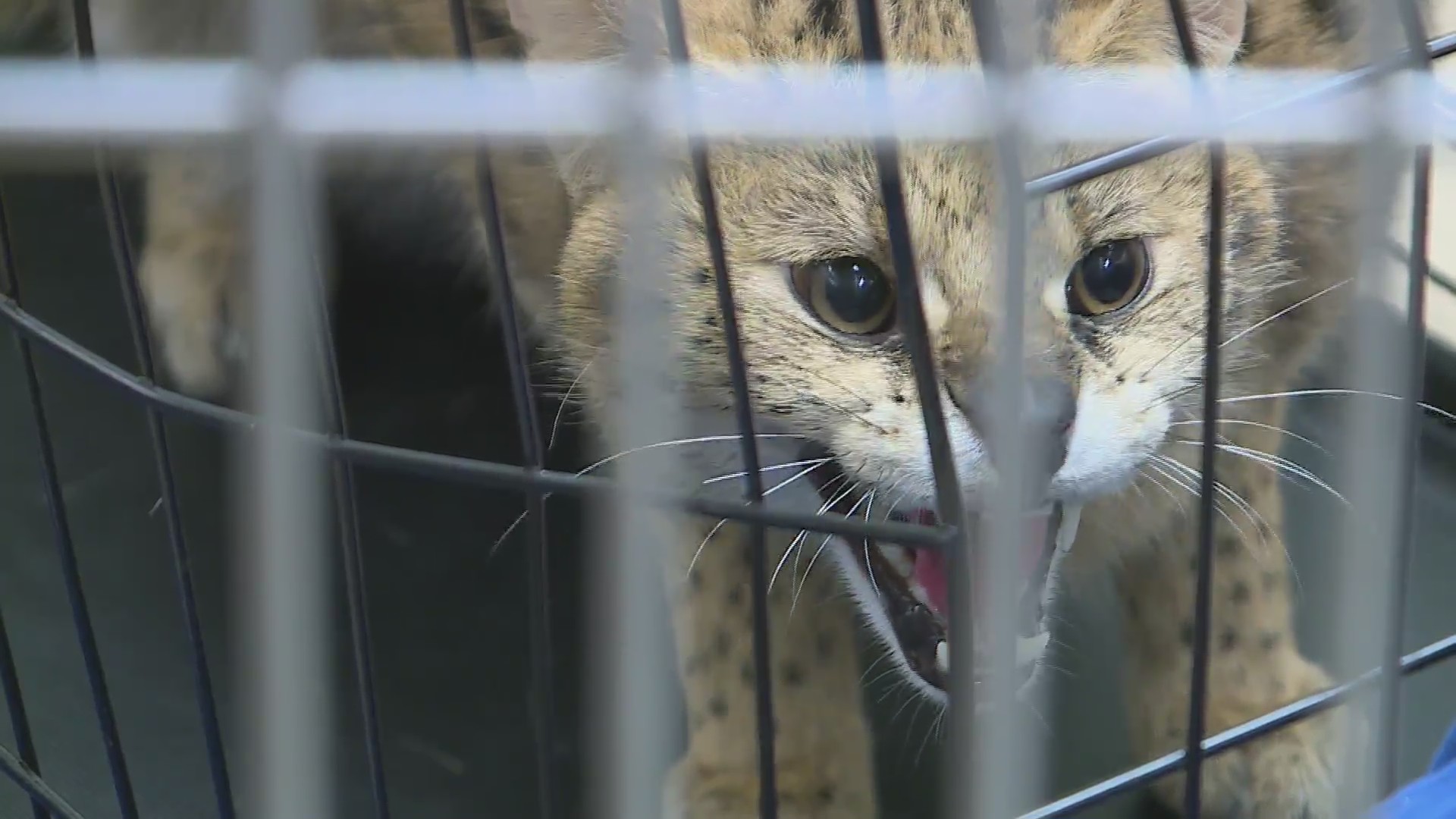 Two exotic servals rescued after St. Louis County car crash, sheltered ...