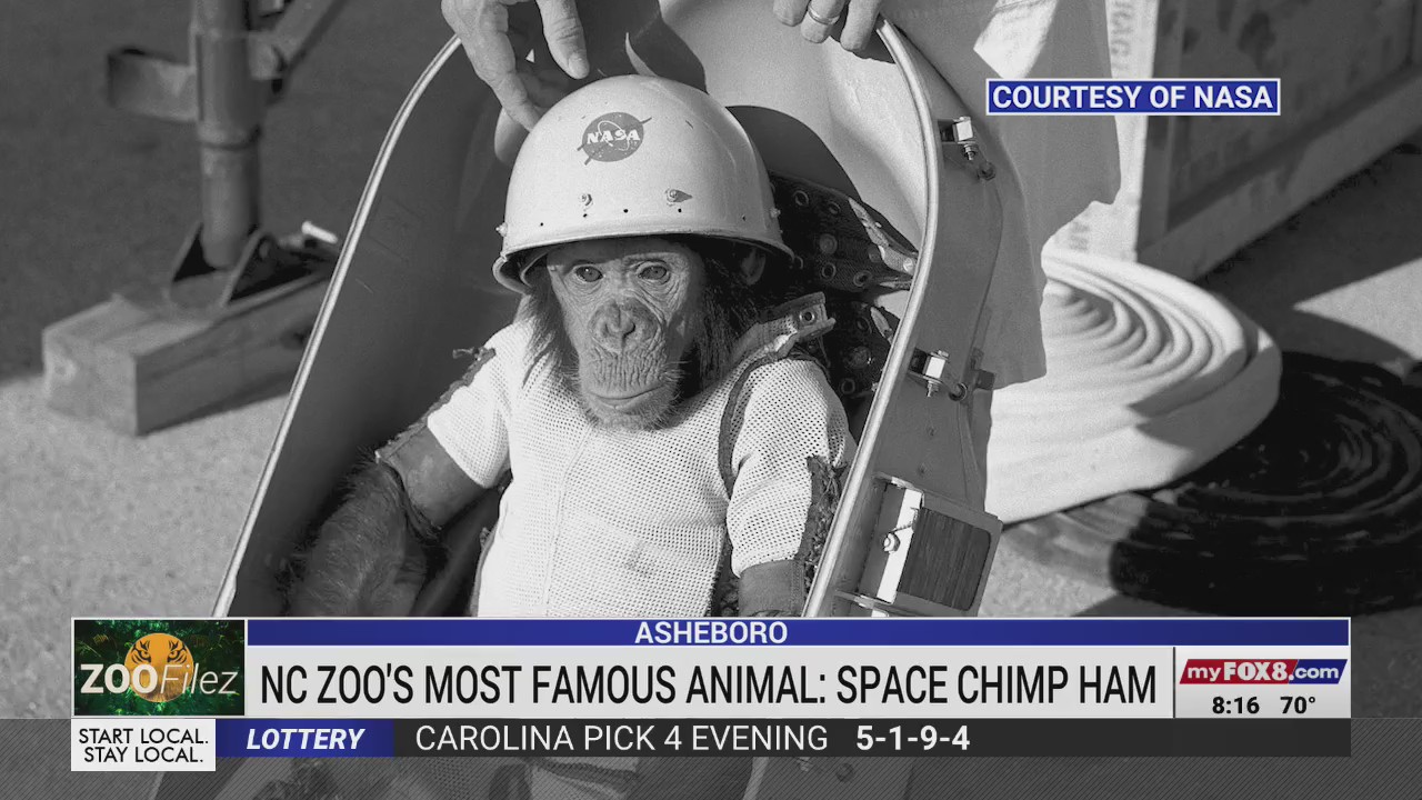 Did you know an astronaut chimp once lived at the North Carolina Zoo ...