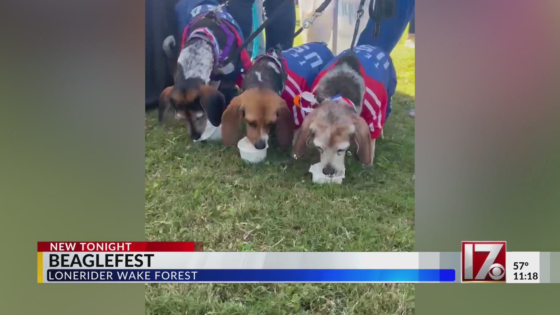 Beaglefest 2024 in Wake Forest benefits rescue group – CBS17.com