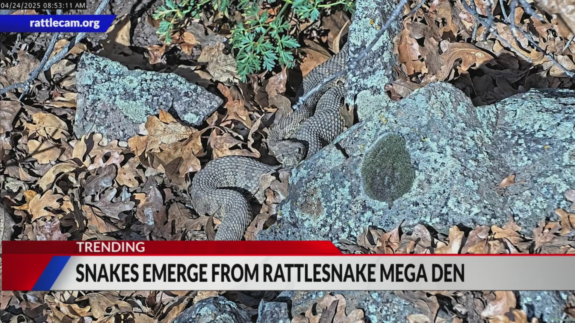 Rattlesnake mega den active again – FOX31 Denver