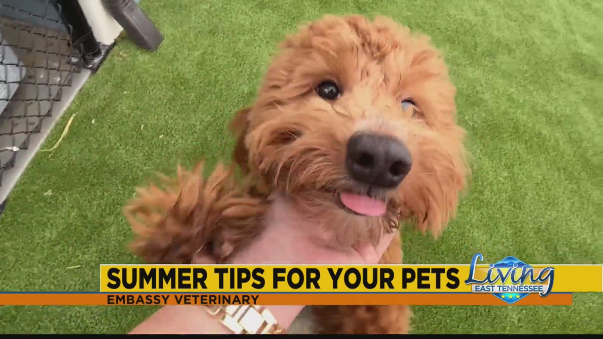 Summer Tips for Your Pets – WATE 6 On Your Side