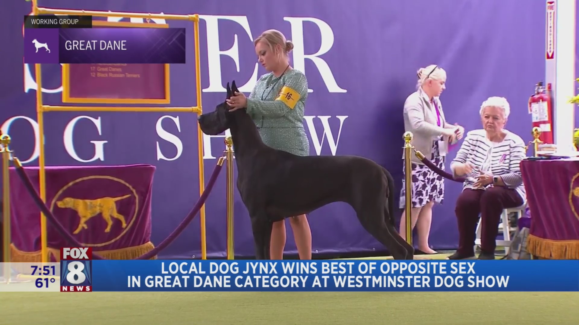 Great Dane ‘Jynx’ from North Royalton catches judges eye at Westminster ...