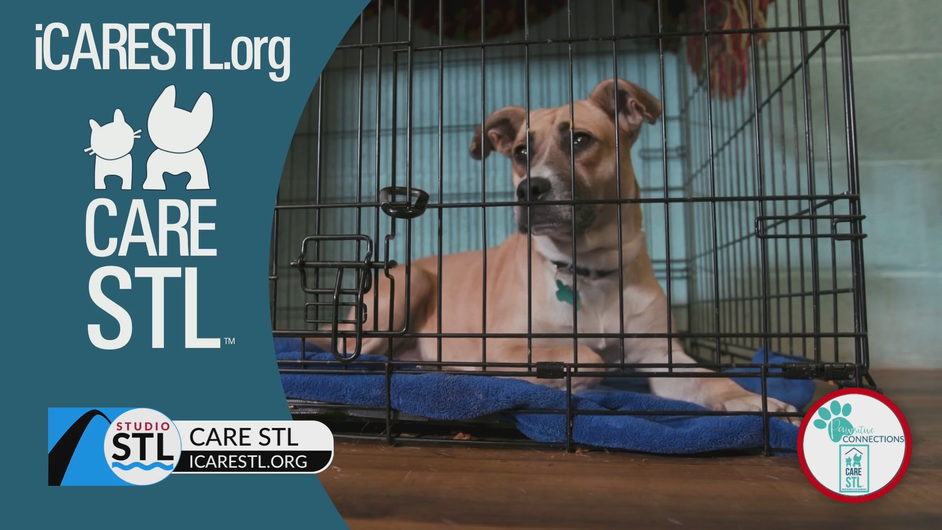 Help pets in need of forever homes at Care STL; join them for a Spring ...