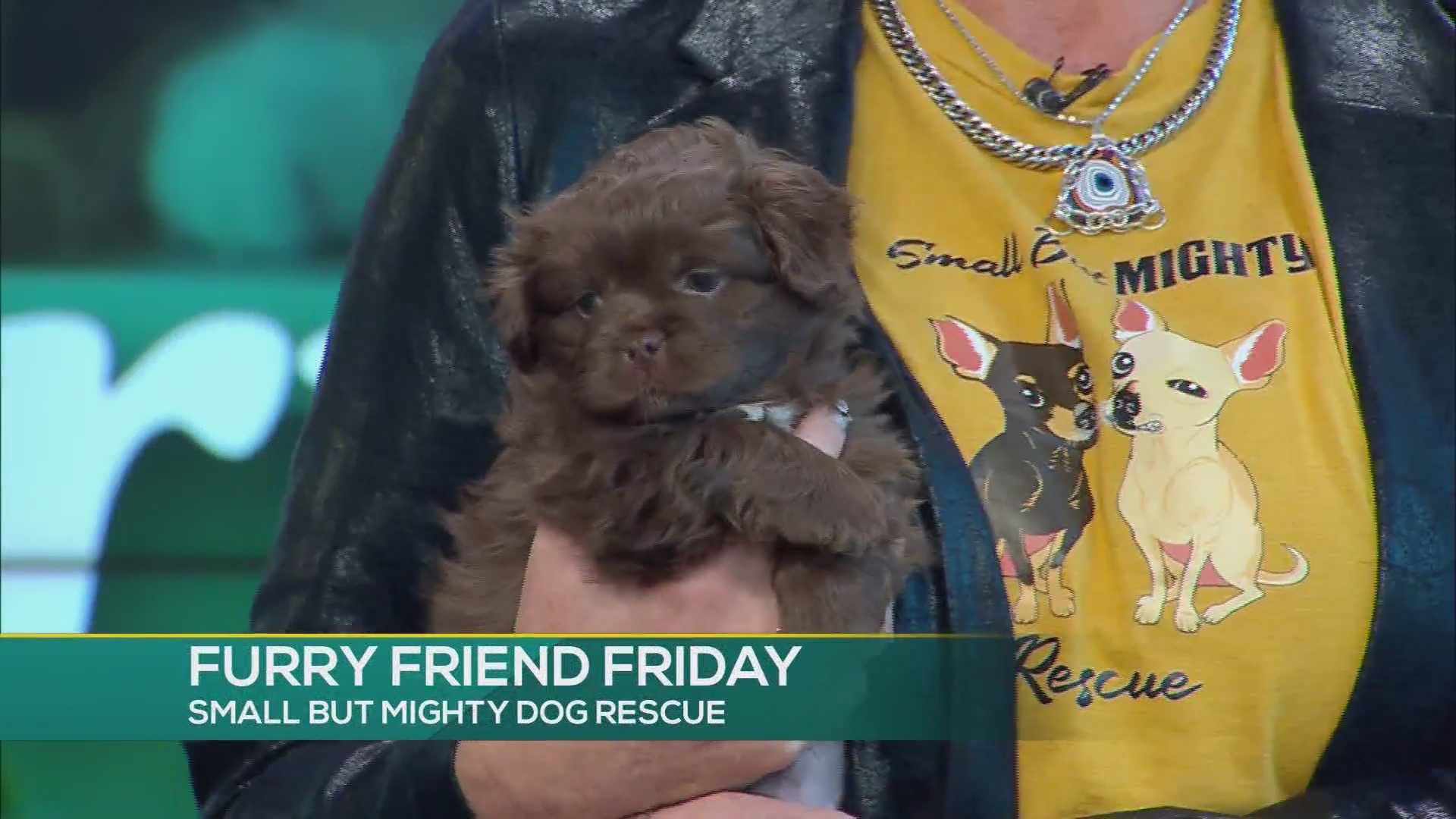 Furry Friend Small But Mighty – WSPA 7NEWS