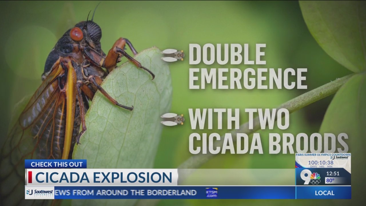 Cicada explosion – KTSM 9 News