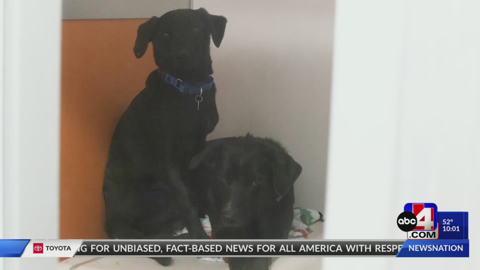 Abandoned dogs rescued in rural Southern Utah – ABC4 Utah