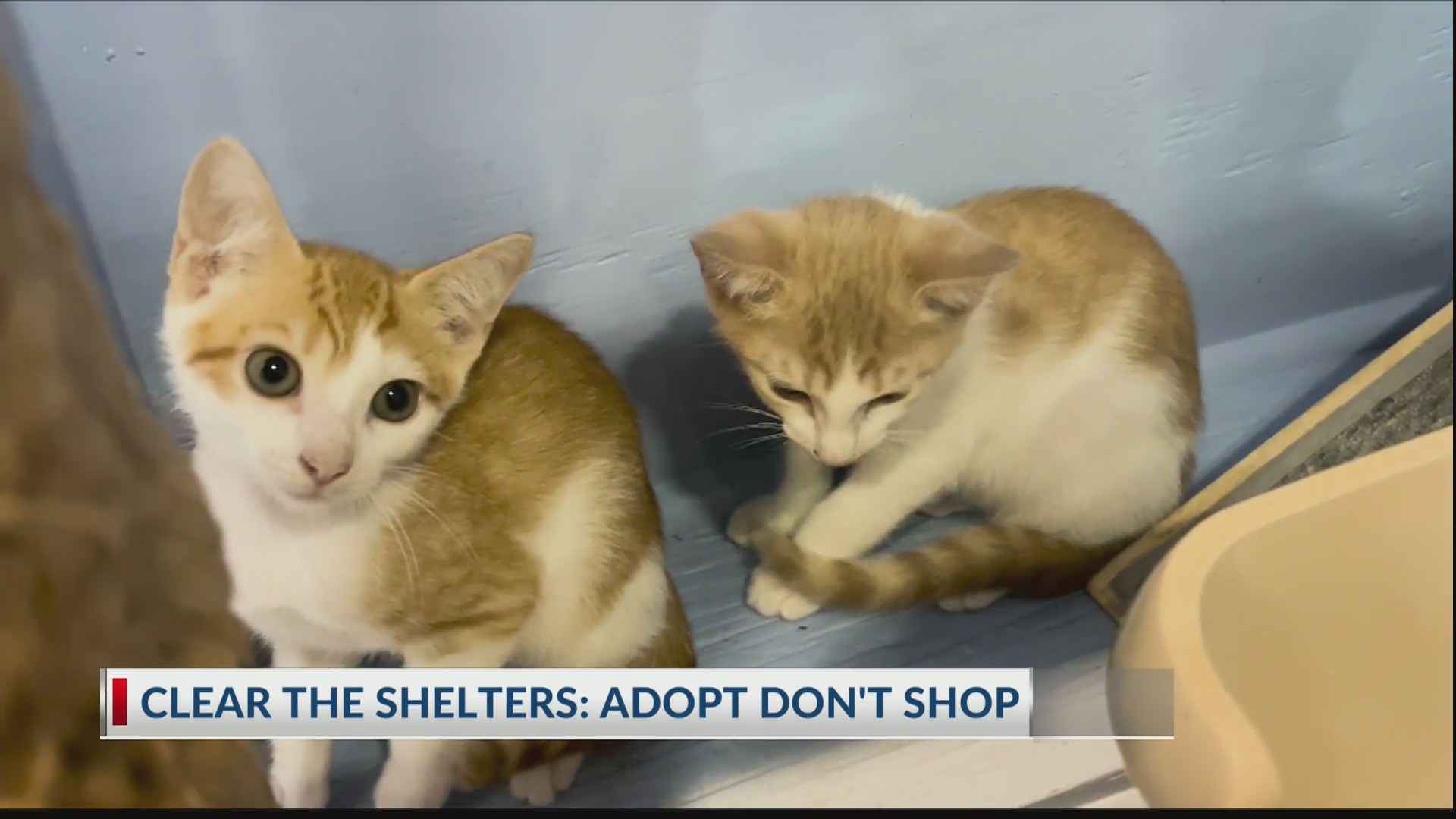 Clear the Shelters: Coastal Pet Rescue – WSAV-TV