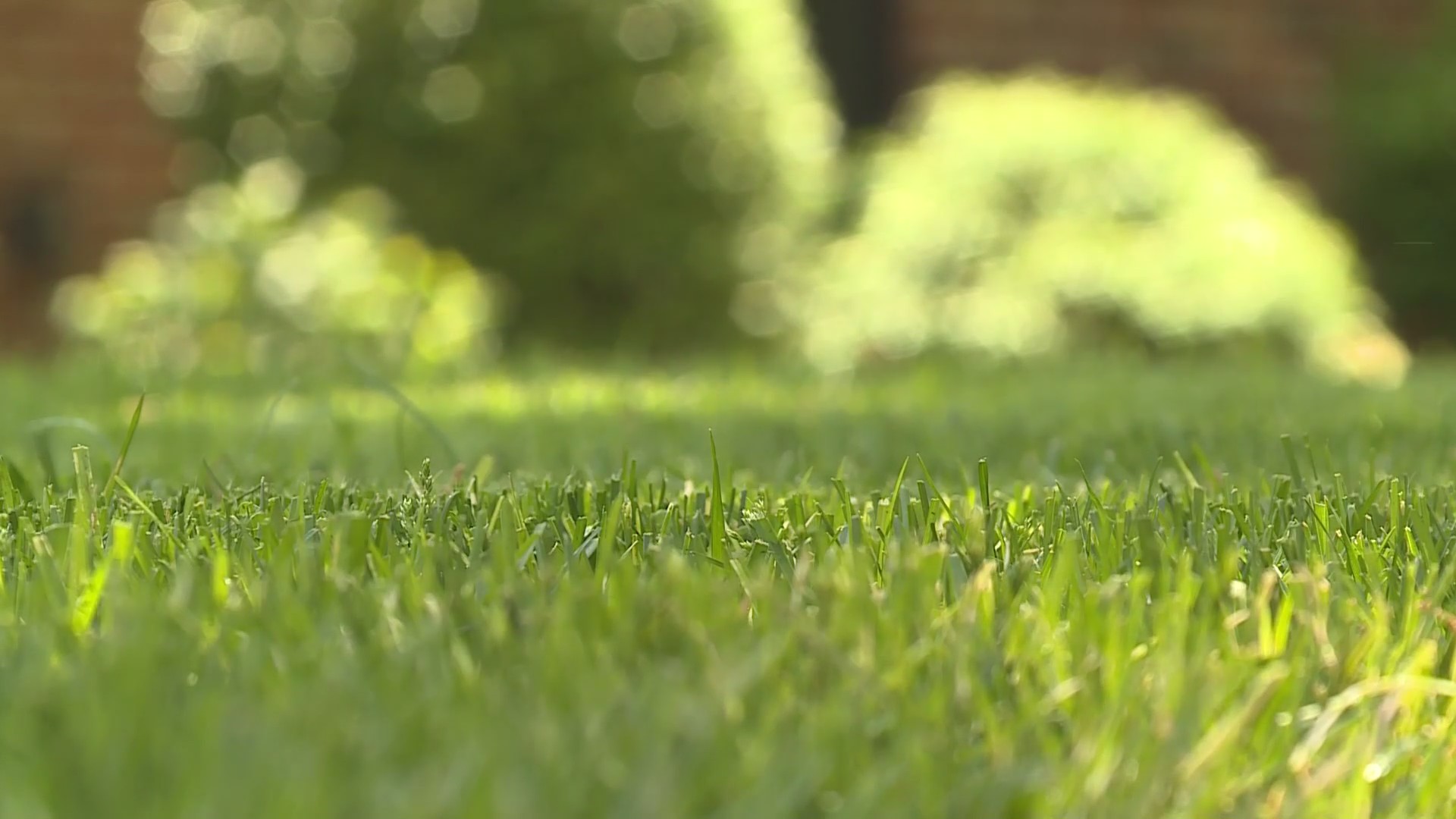 Spring lawn care: Mow, apply pre-emergent and seed as needed – FOX 2