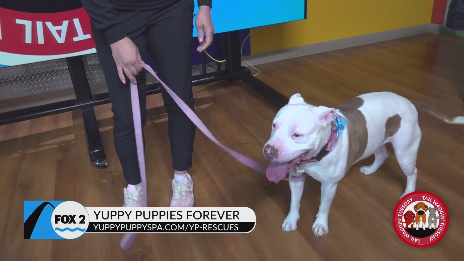 Tail Waggin’ Tuesday: Adopt these two adorable furry friends! – FOX 2