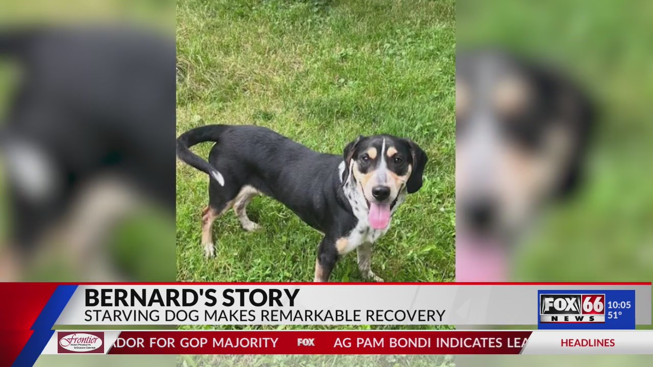 Rescued pup Bernard finds loving home after recovering from abuse ...