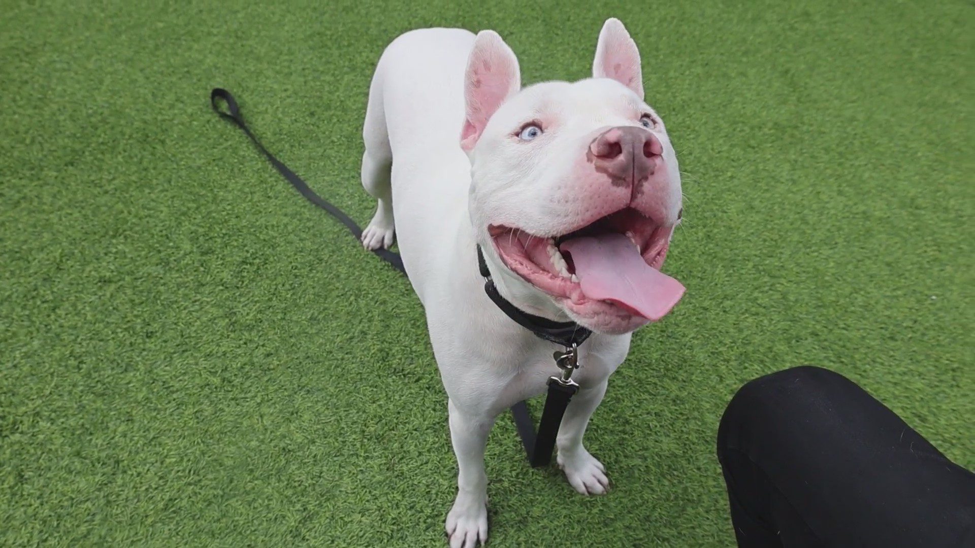 PAWS Chicago Pet of the Week: Edison – WGN-TV