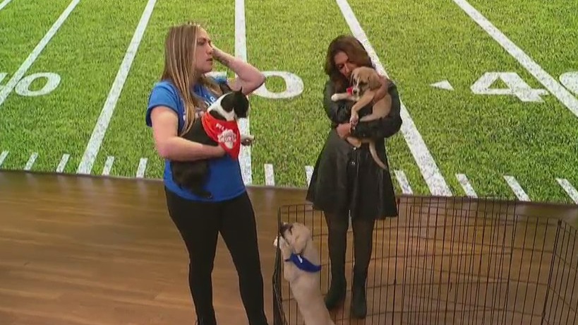 2025 Puppy Bowl: Team Fluff vs. Team Ruff | Morning in America – NewsNation