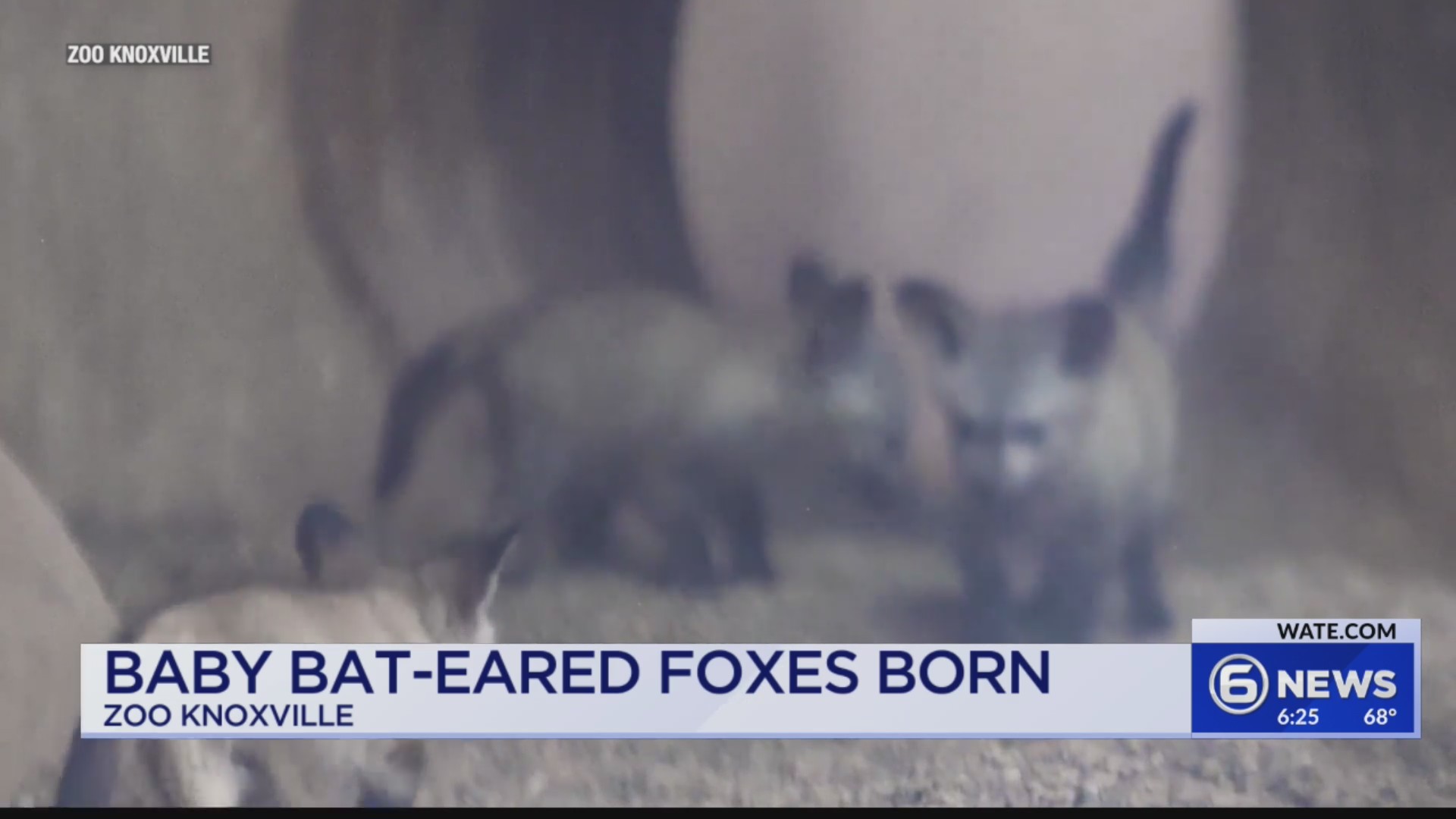 Zoo Knoxville welcomes new litter of bat-eared fox kits – WATE 6 On ...