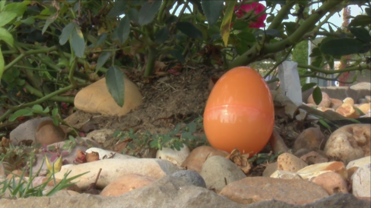 Anonymous ‘egg lady’ hiding hundreds in cash around Jacksonville – KLRT ...