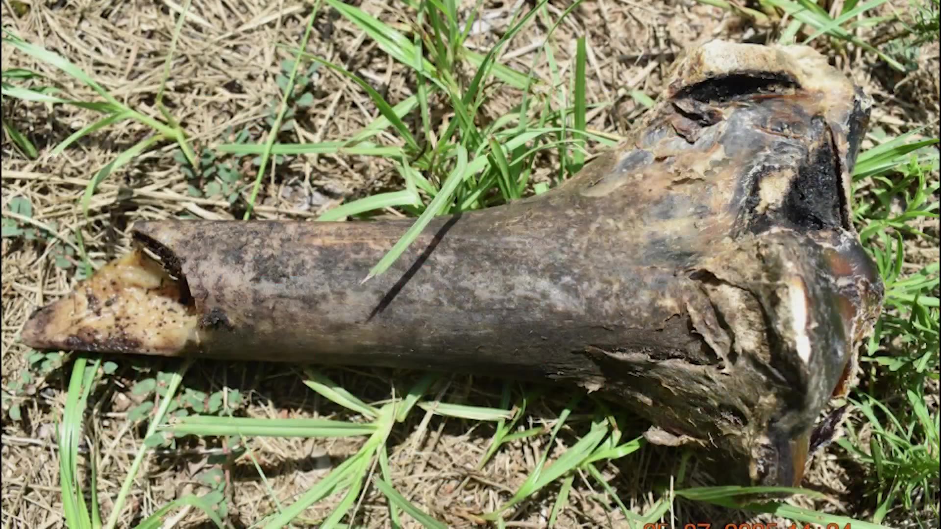 RCSO identifies suspicious bone as non-human thanks to recent Augusta ...