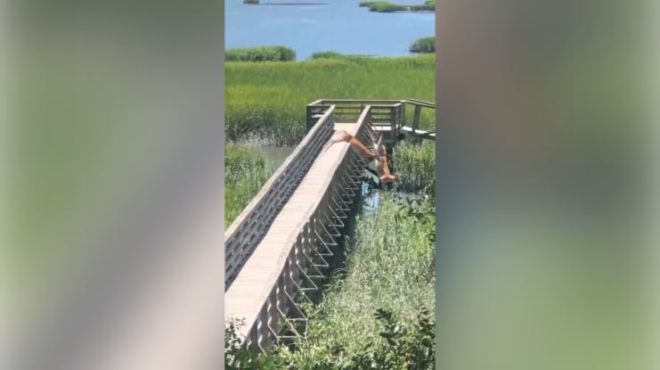 Deer spotted jumping off dock on Hilton Head – WSAV-TV